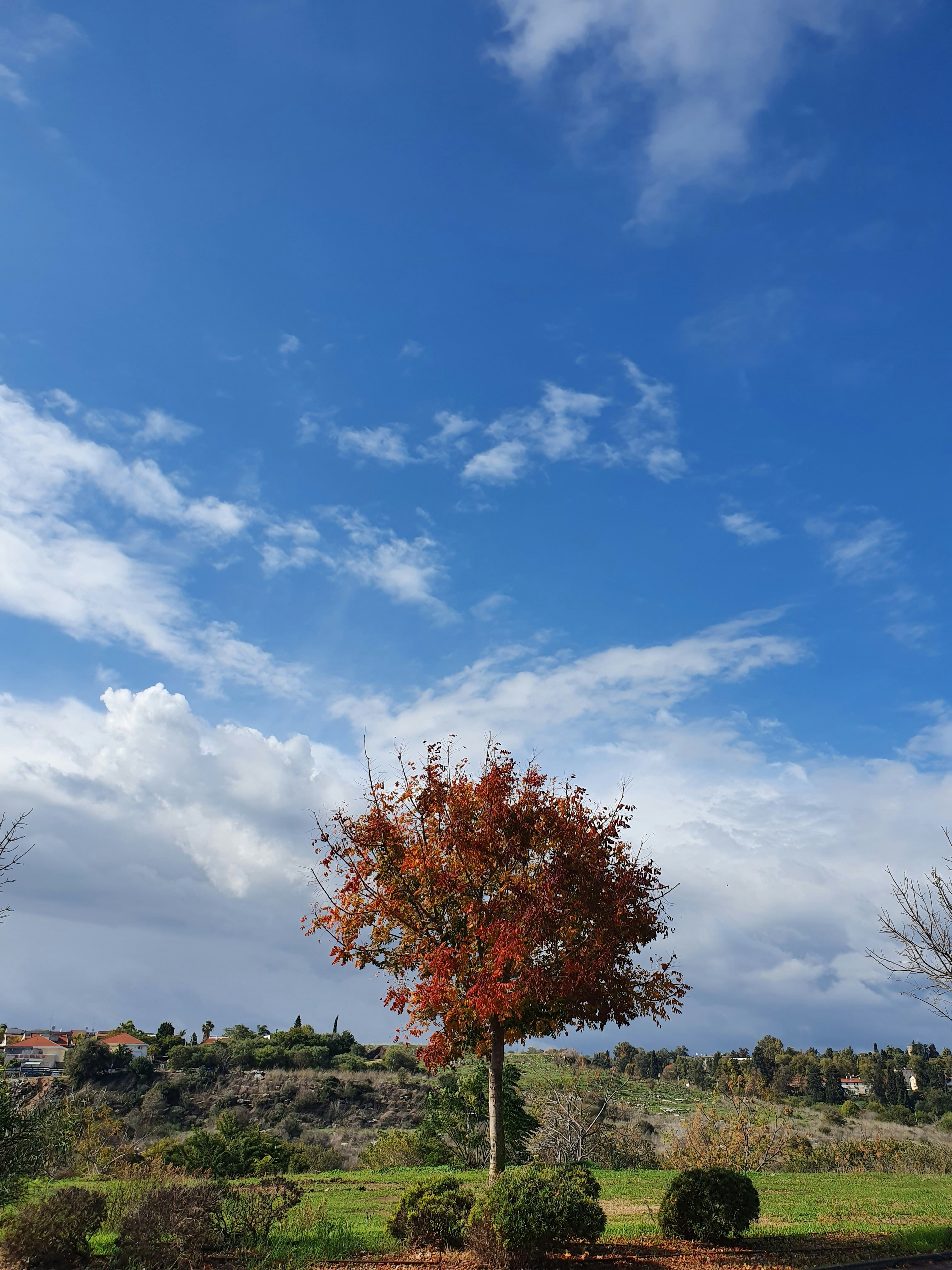 Crimson-leaved Tree Stands Tall Against a Vast Blue Sky