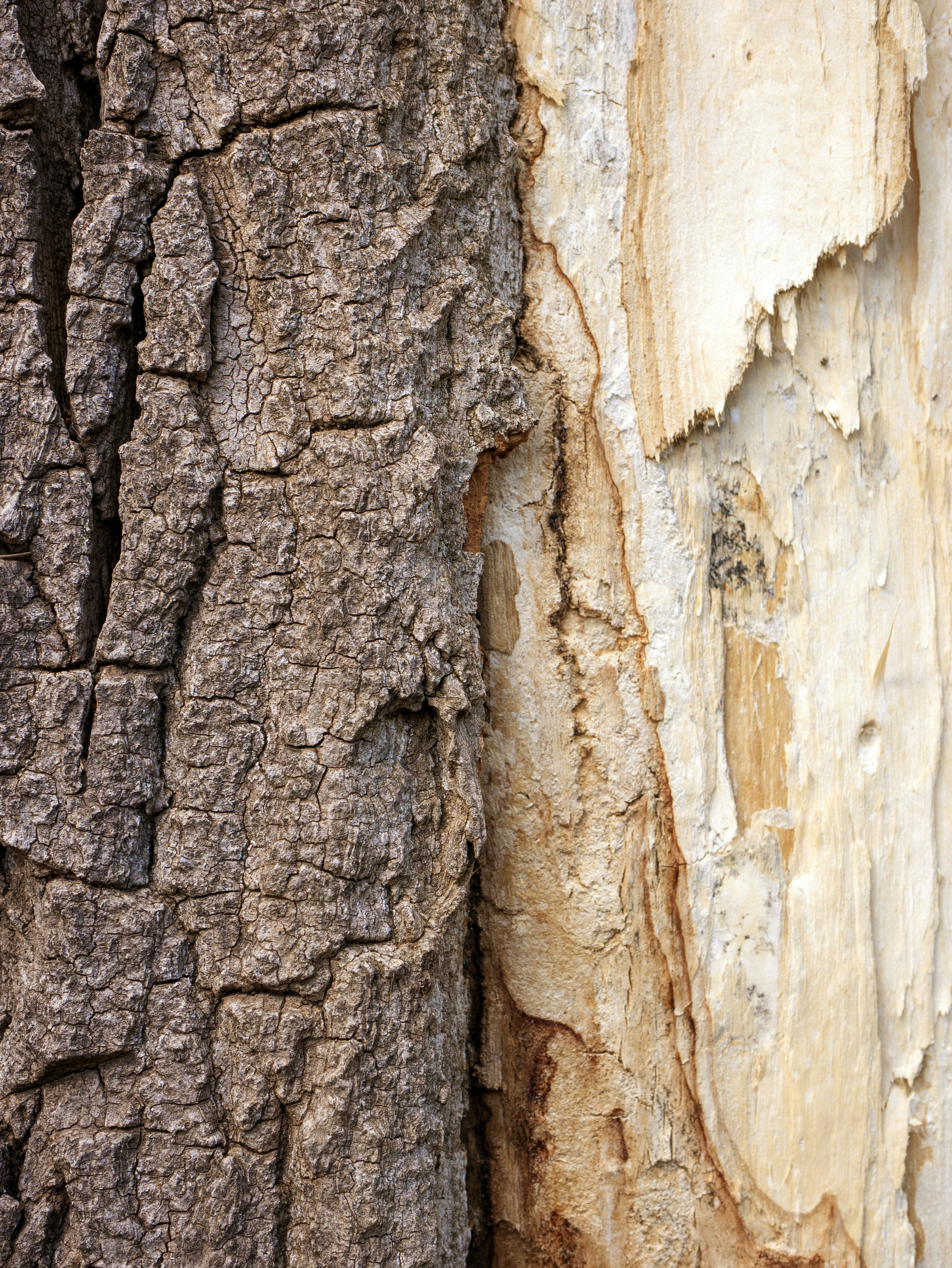 Textures (vertical) | 37 best free vertical, texture, color and ...