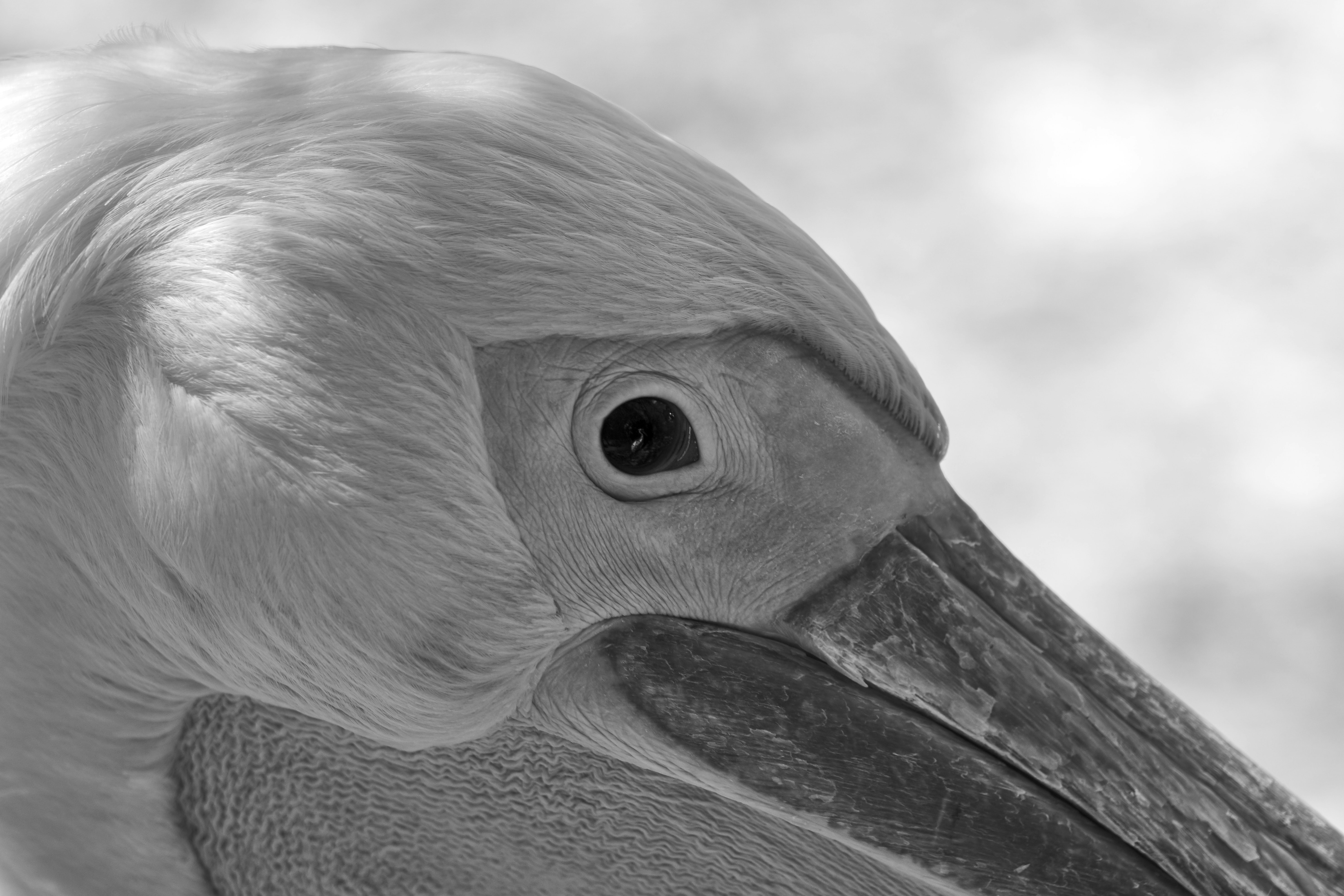 A black and white photo of a large bird photo – Free Animal Image on ...