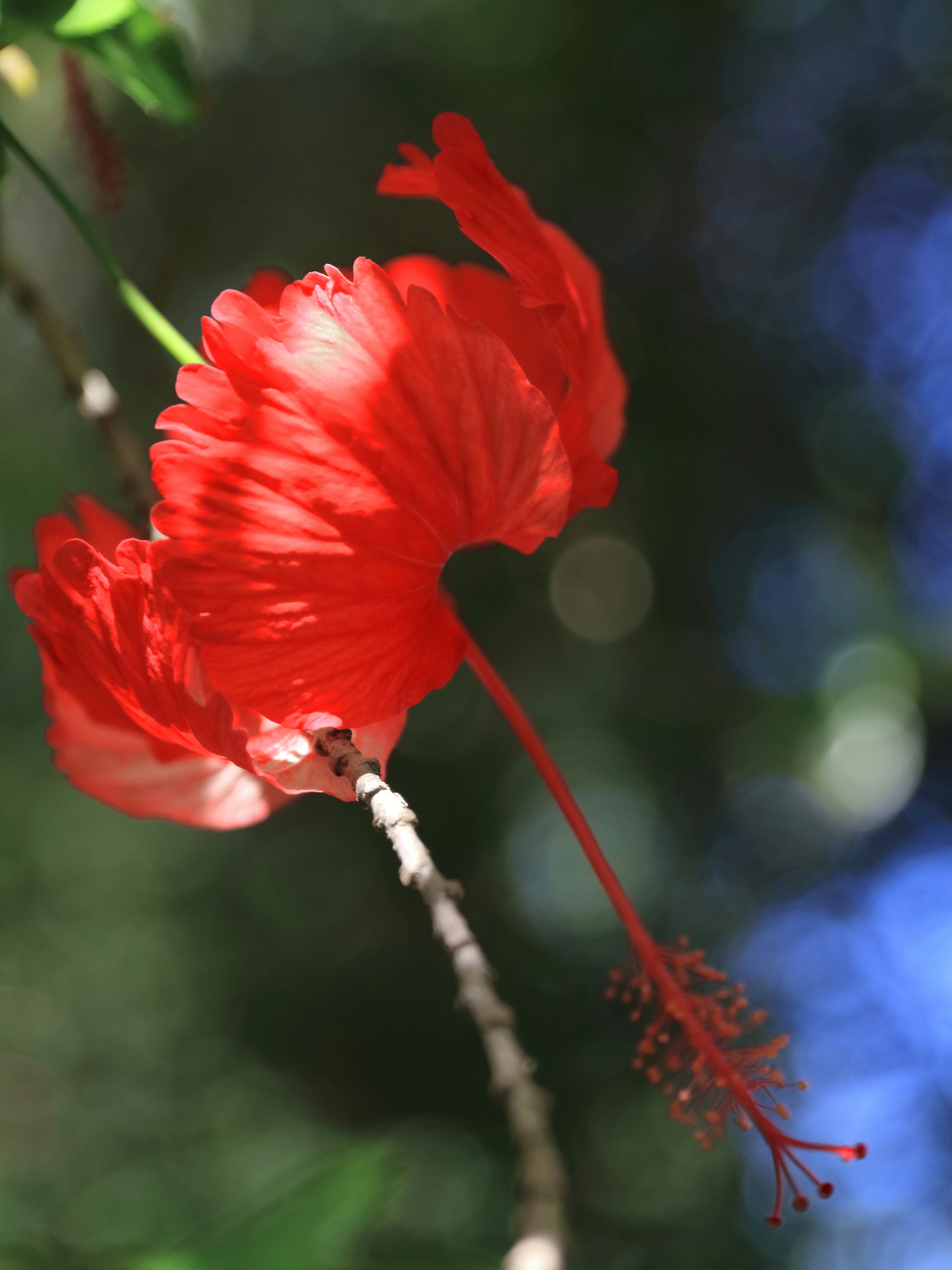 Scarlet Hibiscus: a single bloom framed by sapphire bokeh