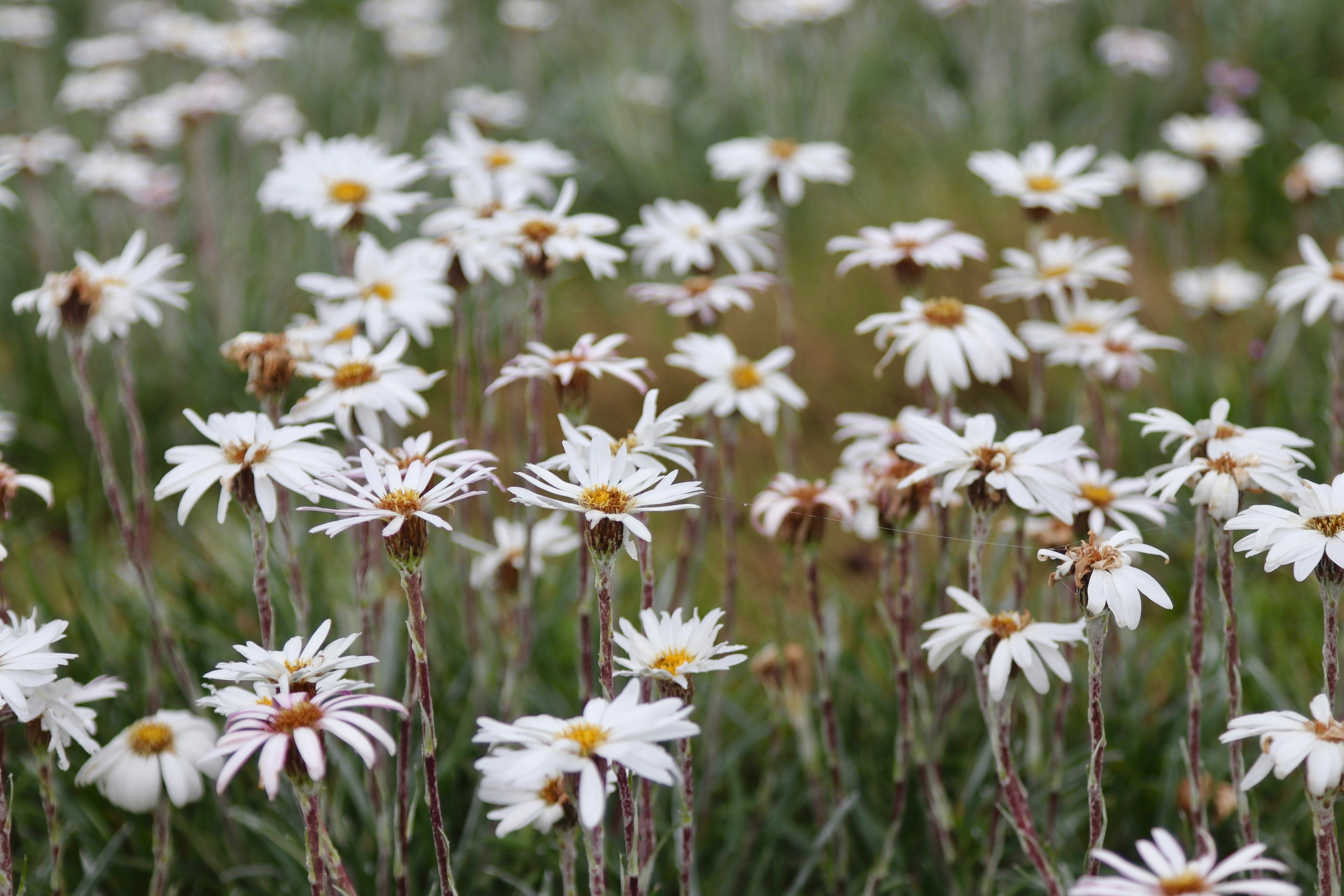 Daisies Flowers In Australia | Best Flower Site
