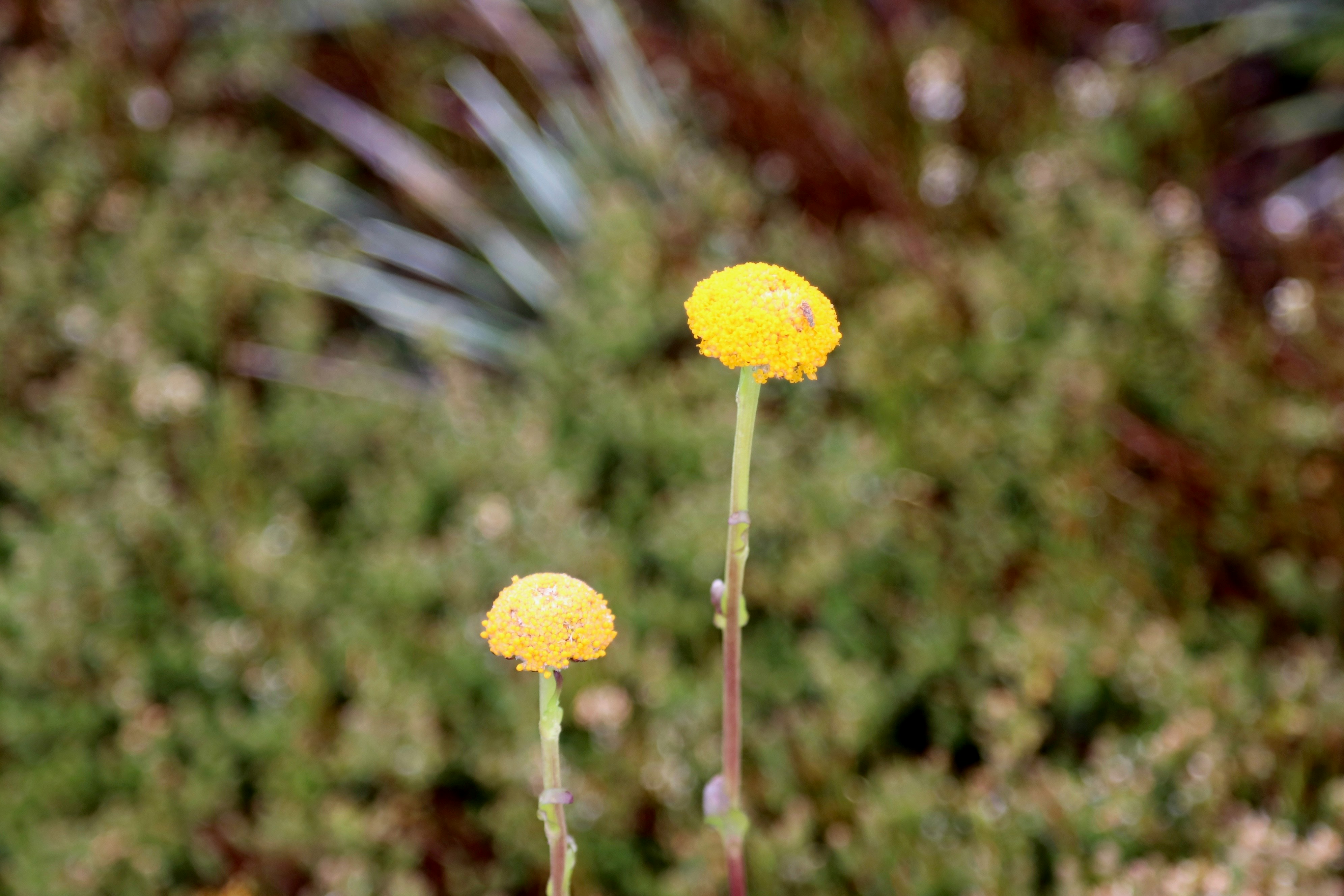 Billy-Button flowers in the sun.
