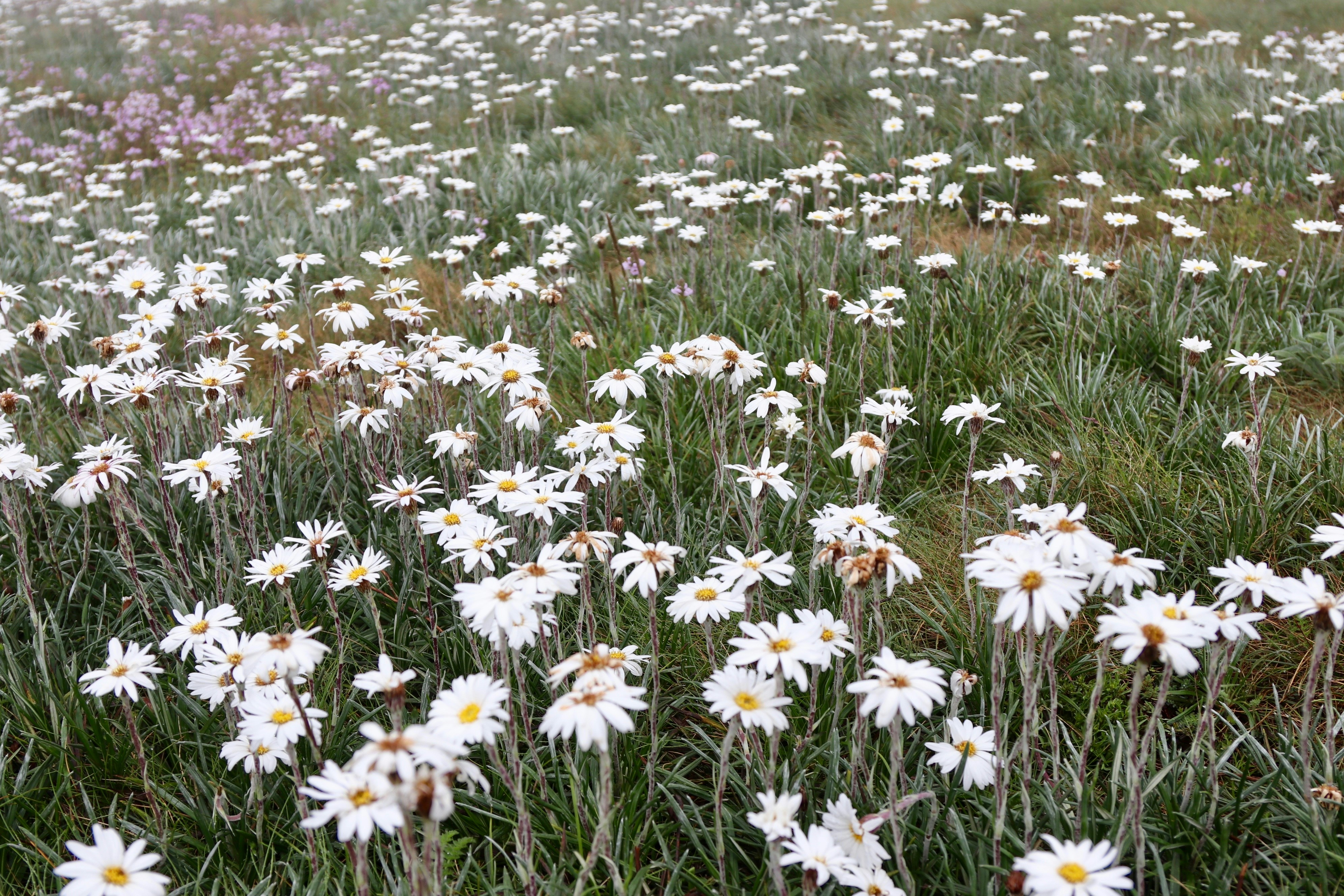 Daisies Flowers In Australia | Best Flower Site