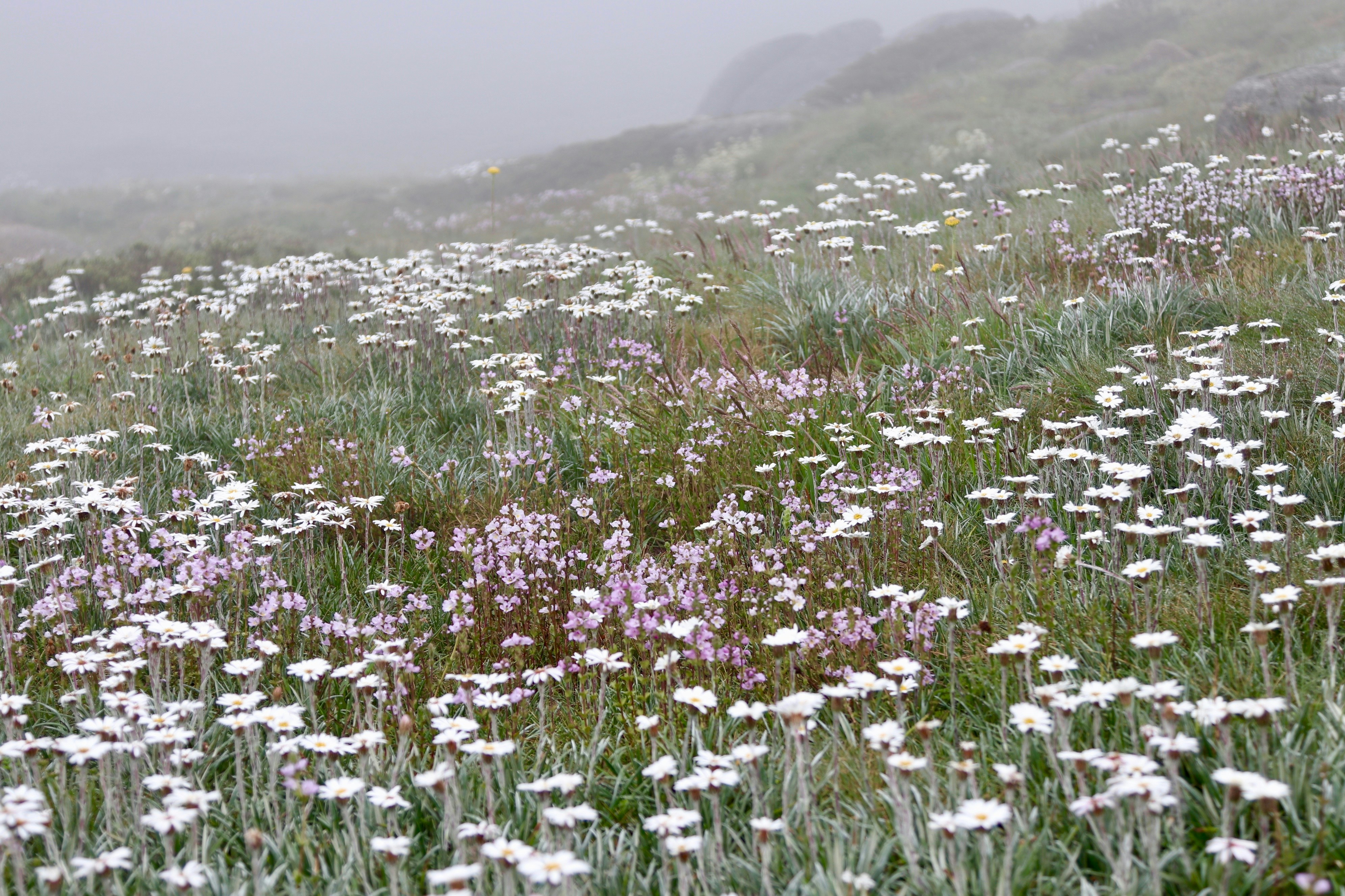 Mist over a Meadow of White and Pink Wildflowers