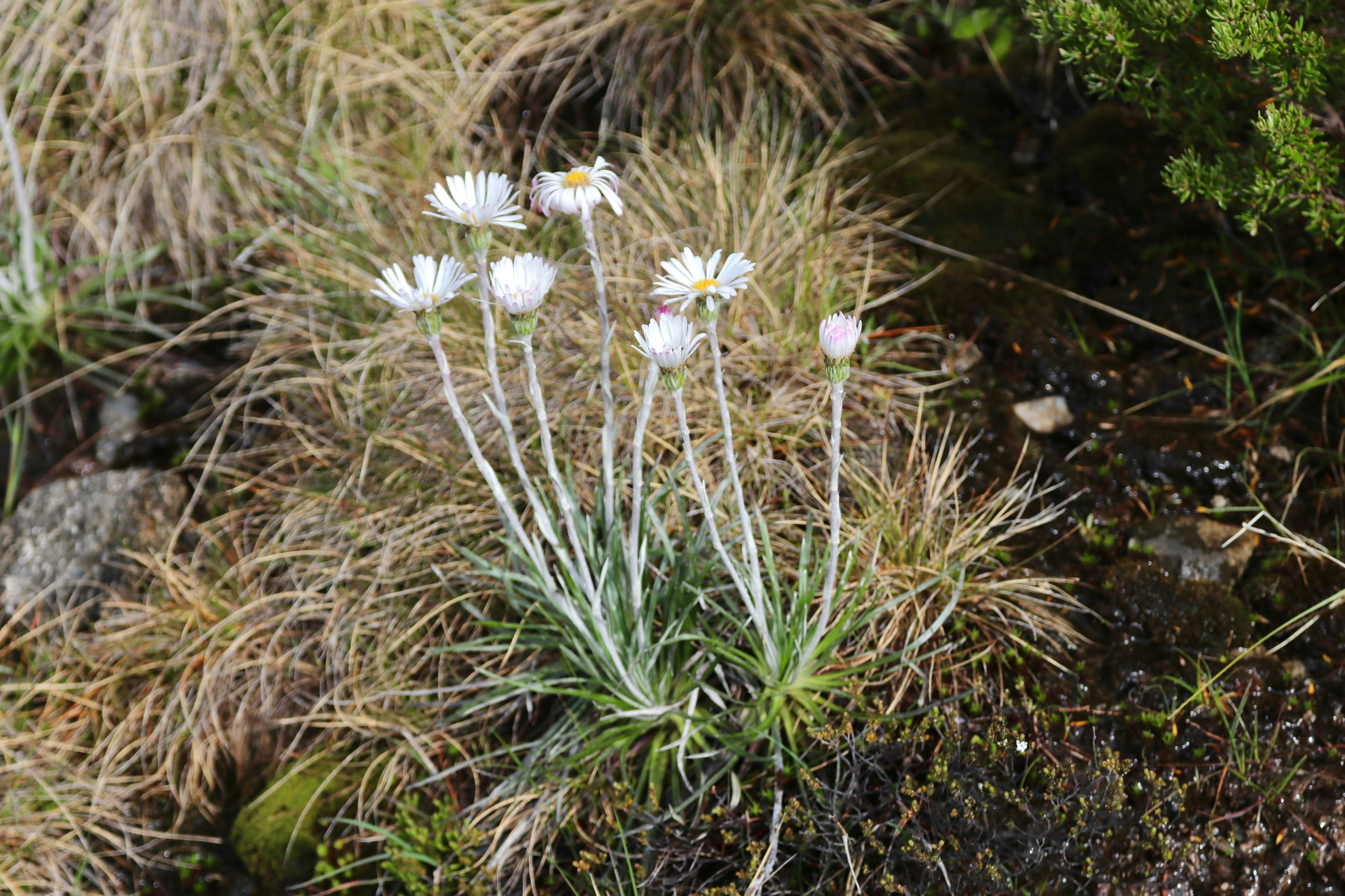 Alpine Daisies Crown a Mossy Verge