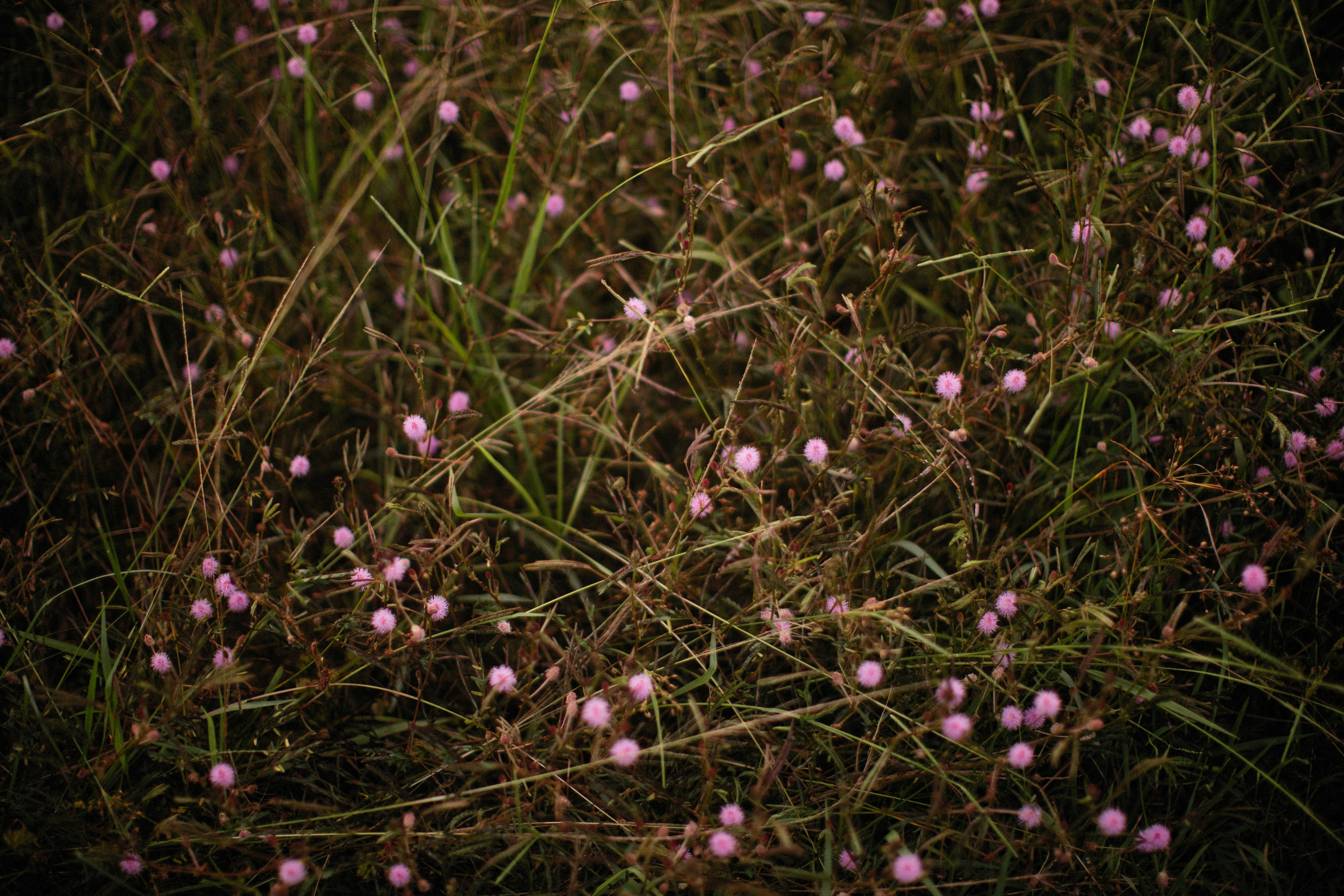 a bunch of purple flowers growing in a field