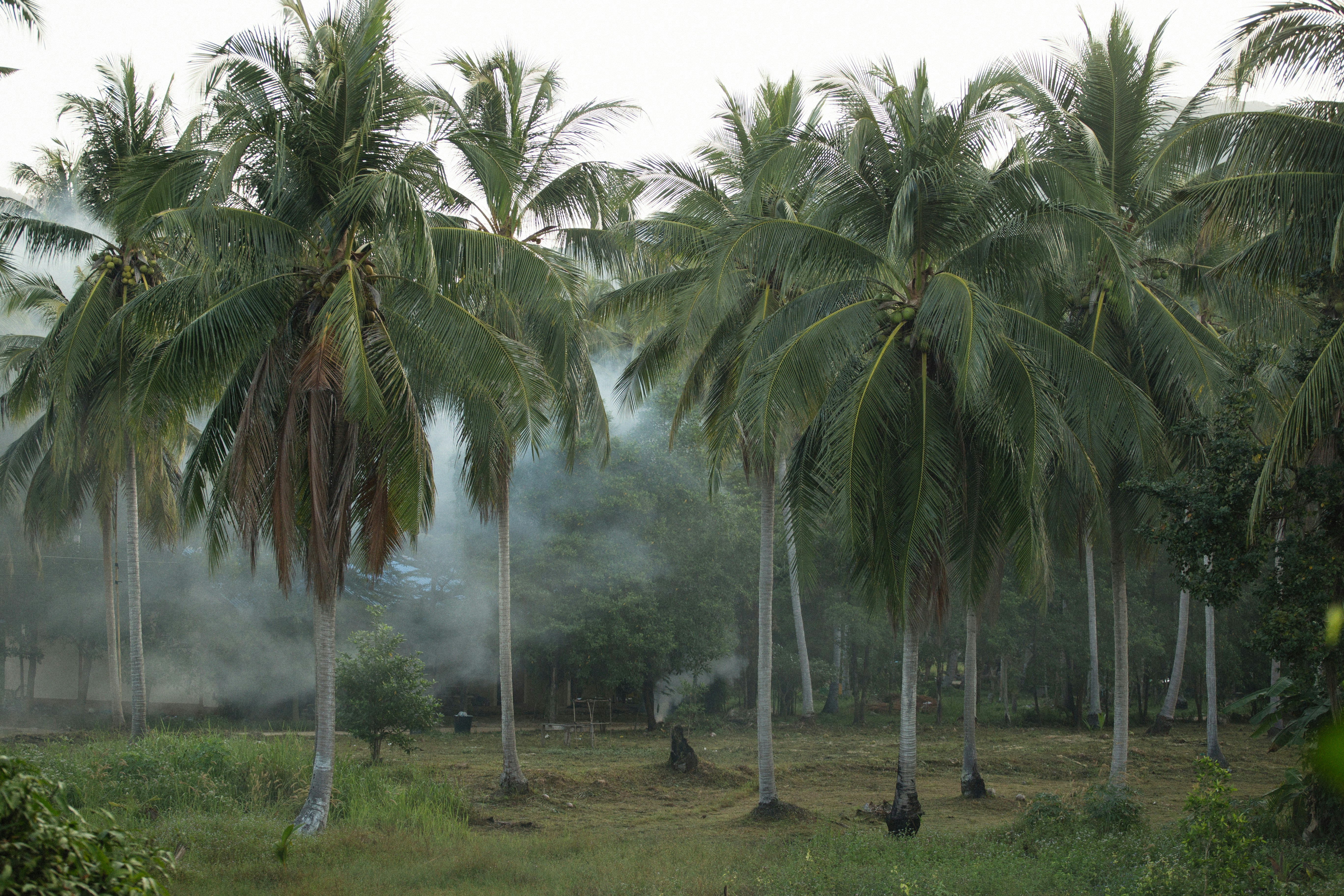 Palm Grove Under Mist: Quiet Rim of a Coastal Clearing