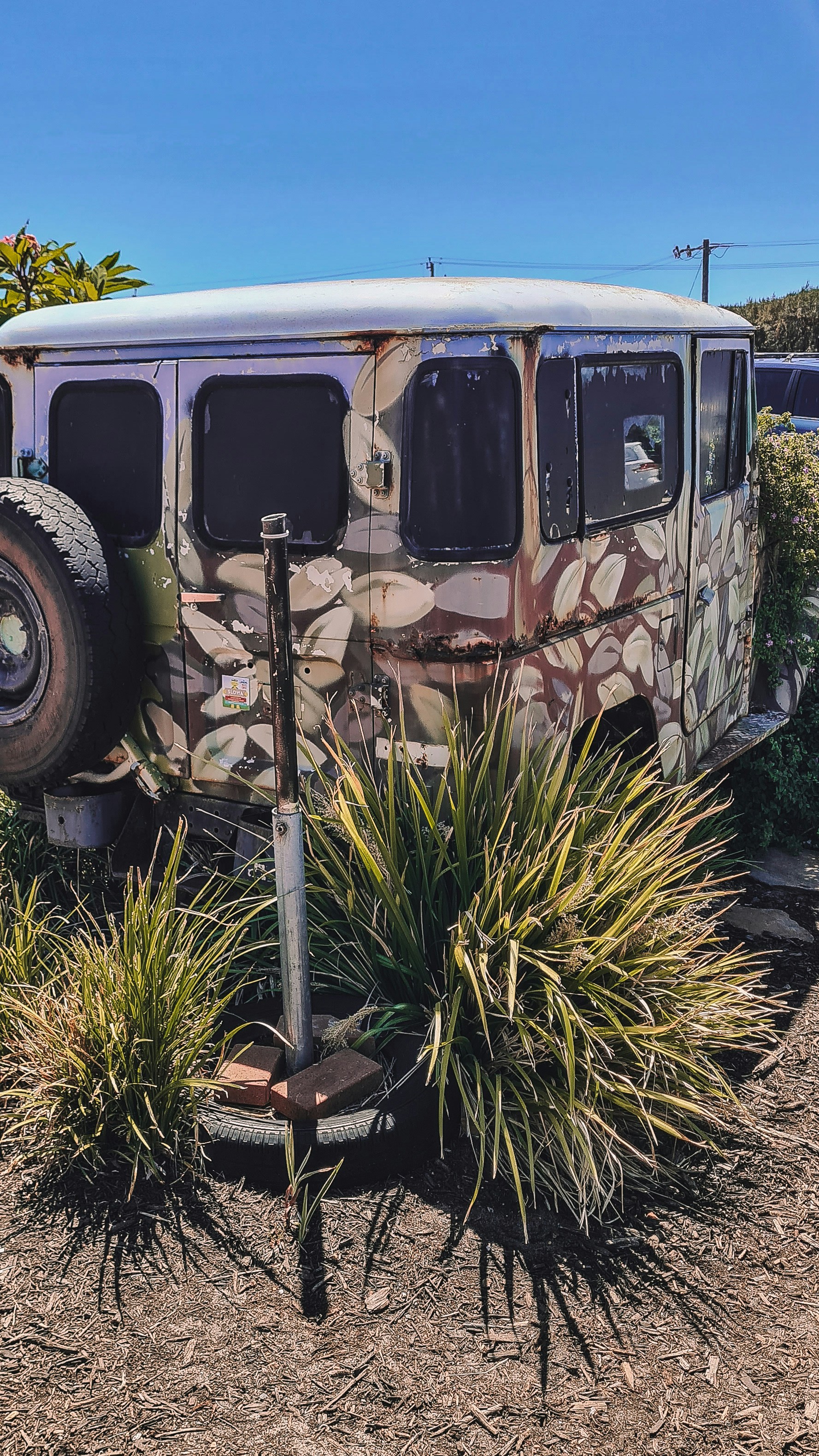 Camouflage relic: a weathered bus framed by spiky grasses under a bright blue sky