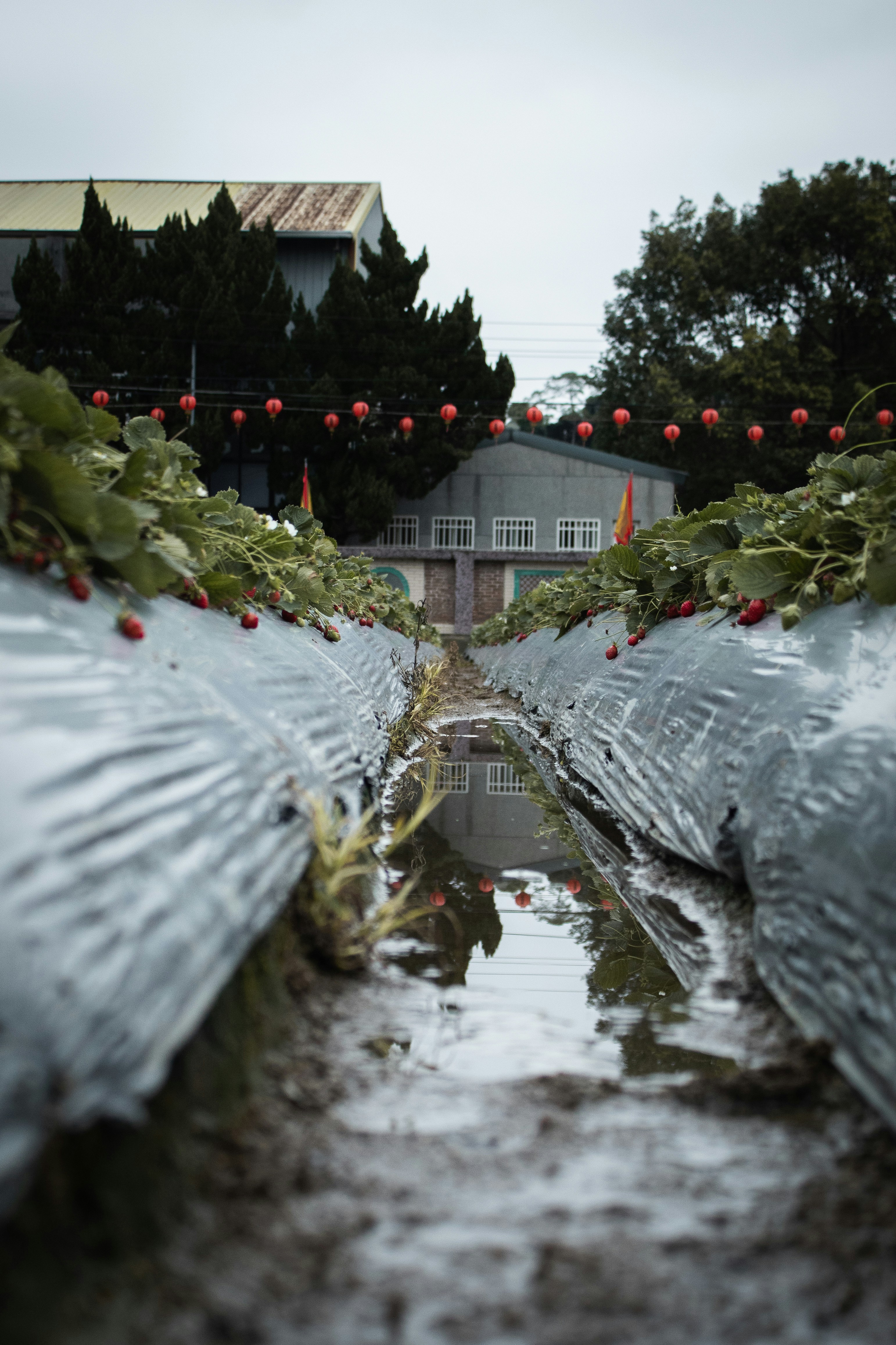 Converging Strawberry Rows Toward a Reflective Horizon