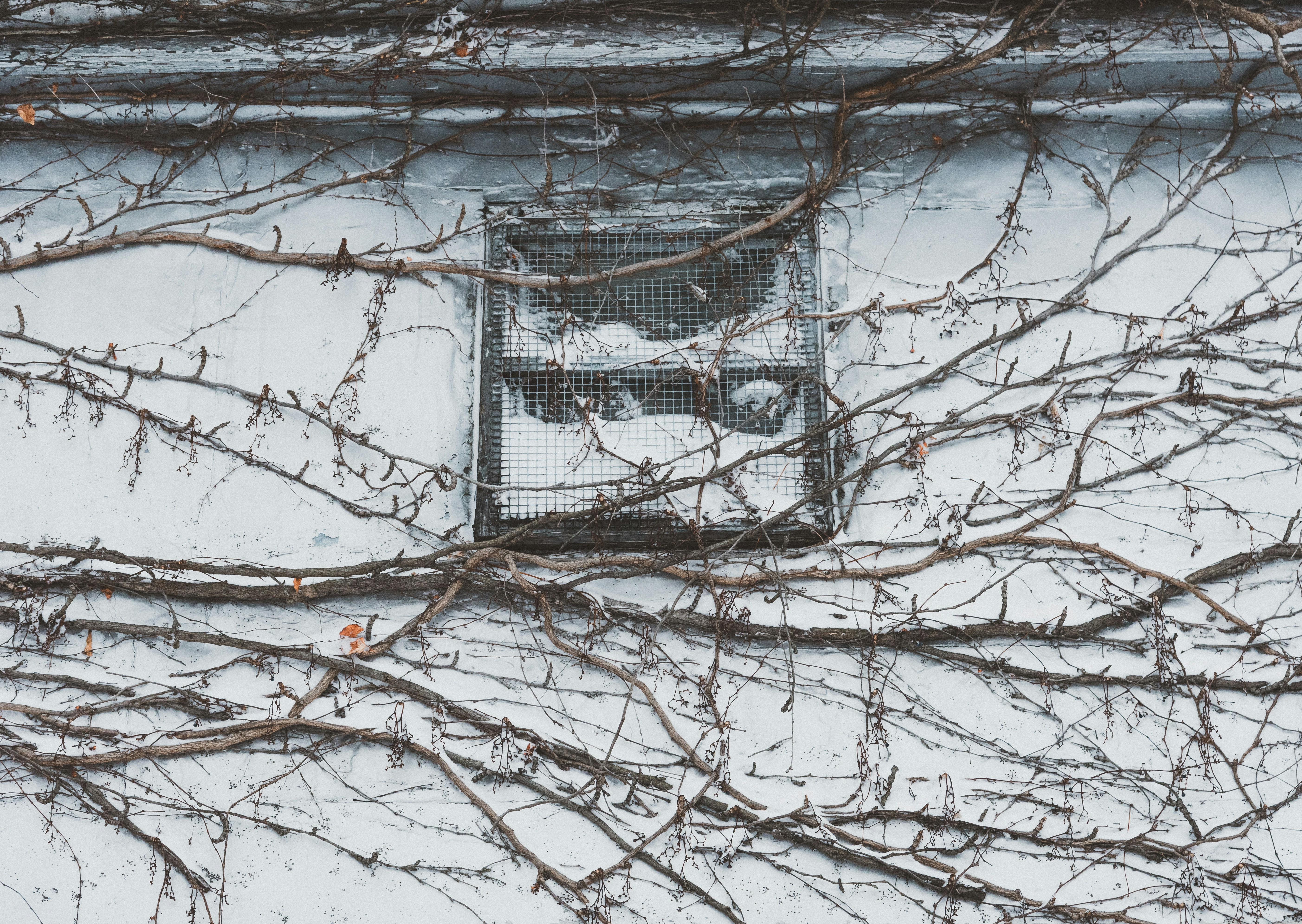 Winter Veil: A Hidden Cage among Bare Vines