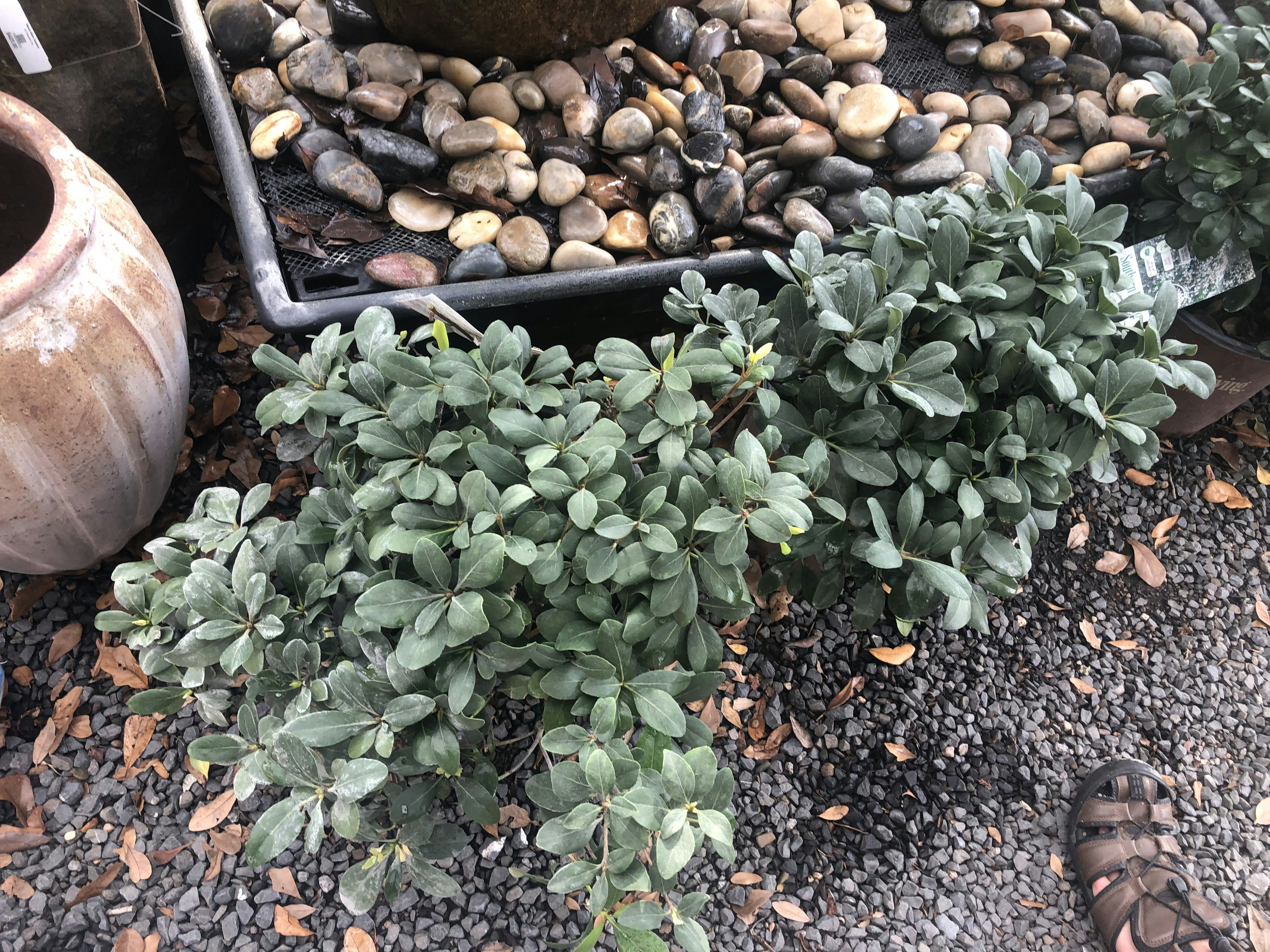 Lush green foliage of a plant juxtaposed against a bed of smooth pebbles, creating a serene garden atmosphere.