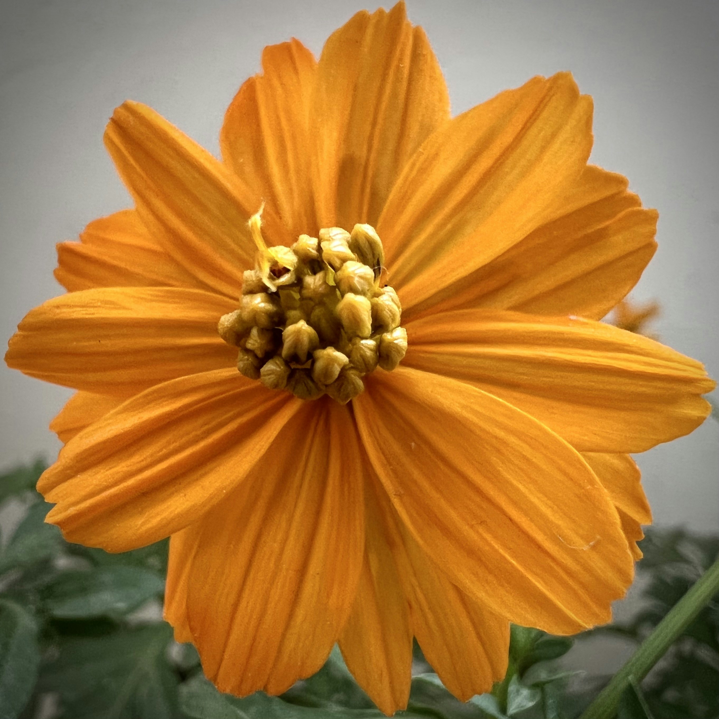 Macro Portrait of a Bold Orange Zinnia Bloom