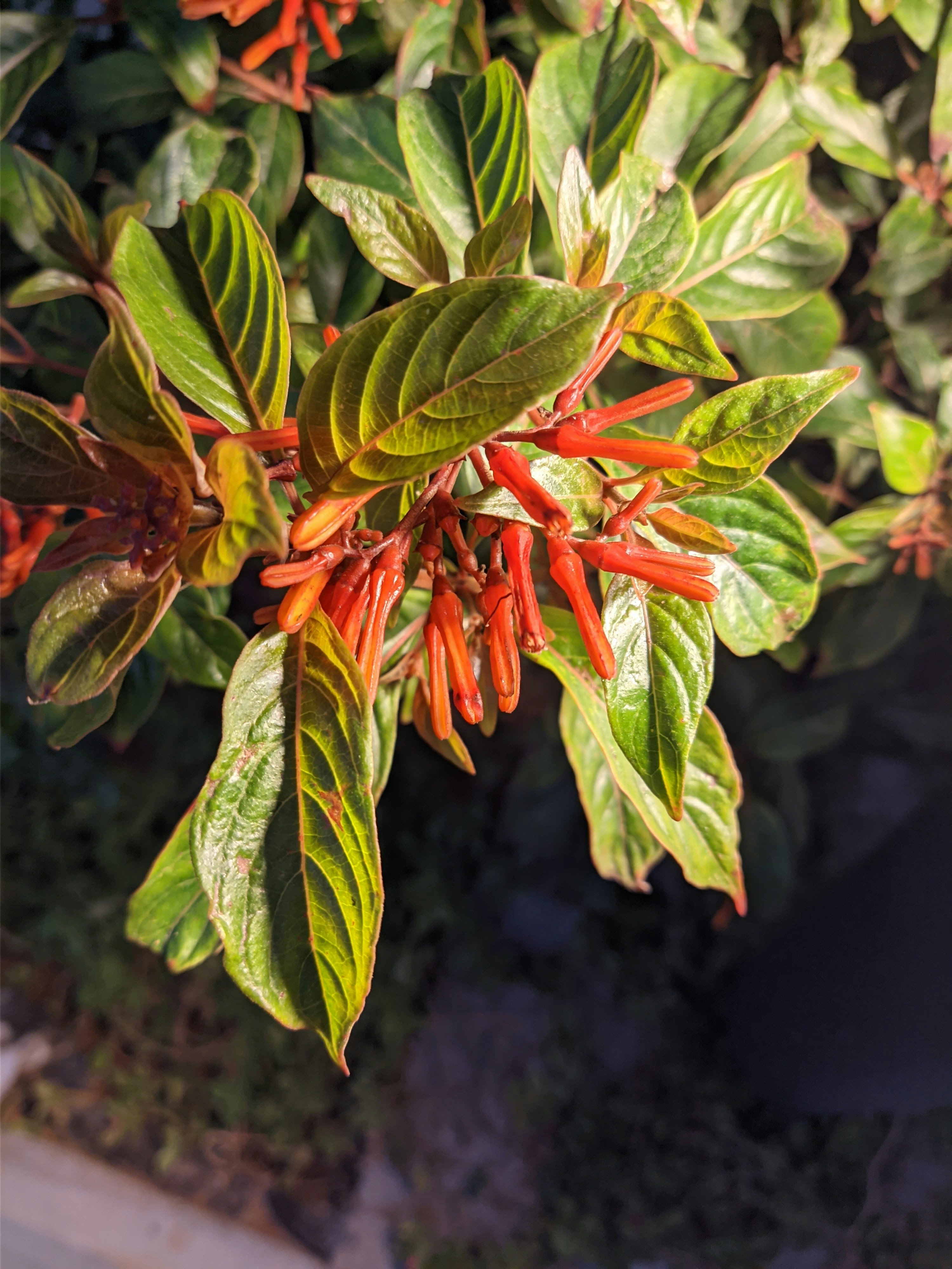 a plant with red flowers and green leaves