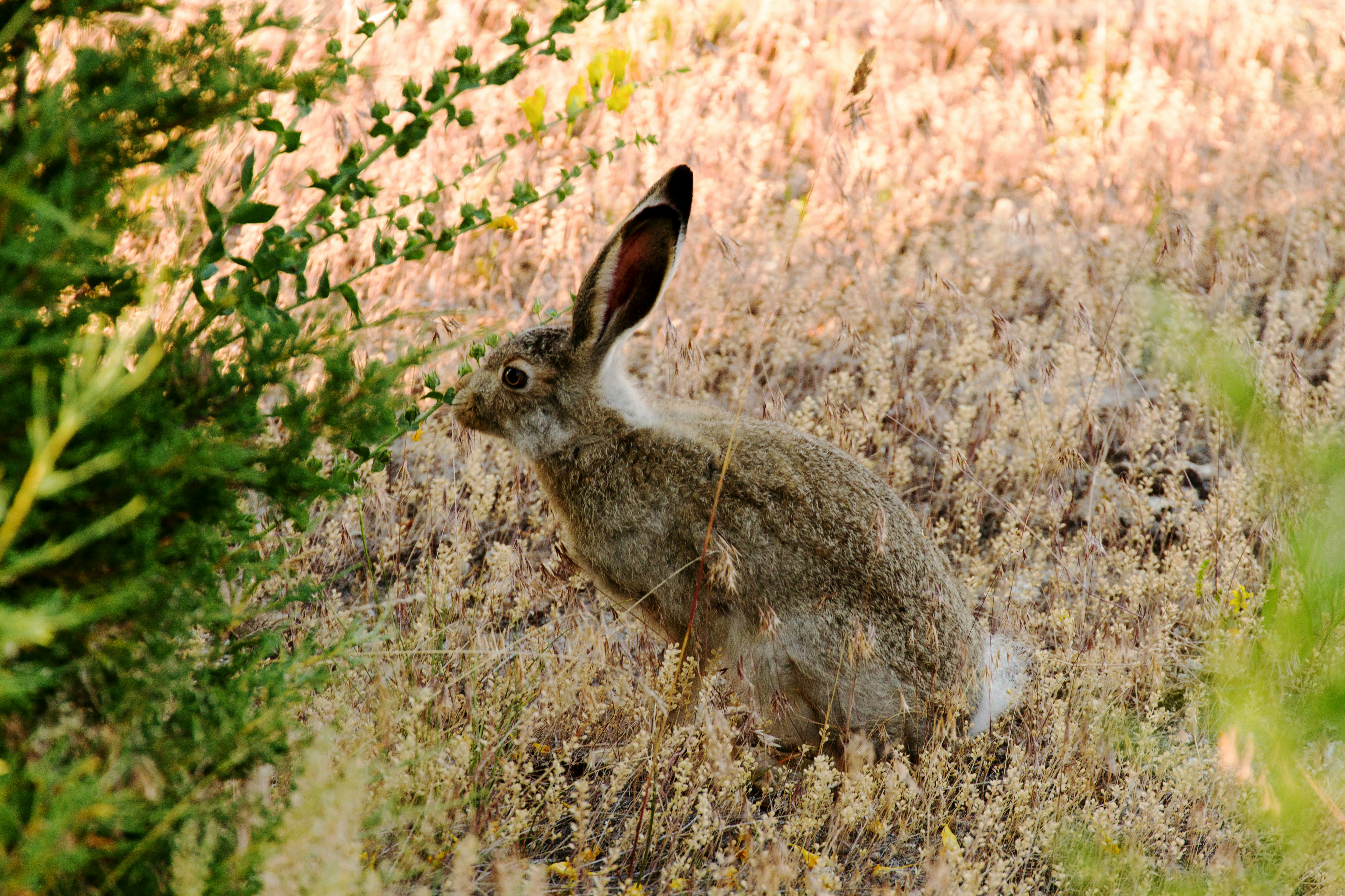 A rabbit poised in a sunlit meadow, surrounded by golden grass and lush greenery, capturing a moment of tranquility in nature.
