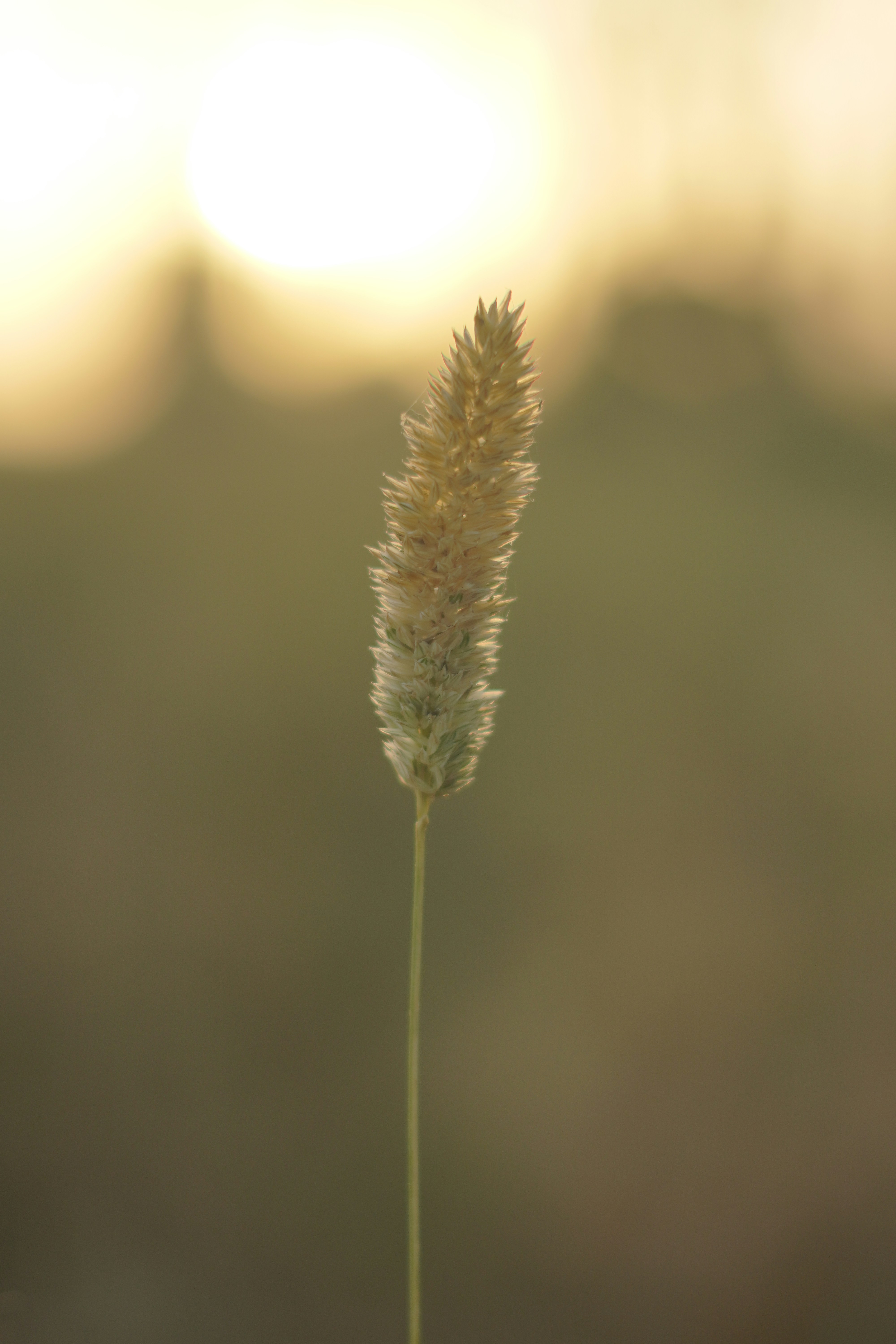 Single stalk of grass silhouetted against a soft, glowing sunset.