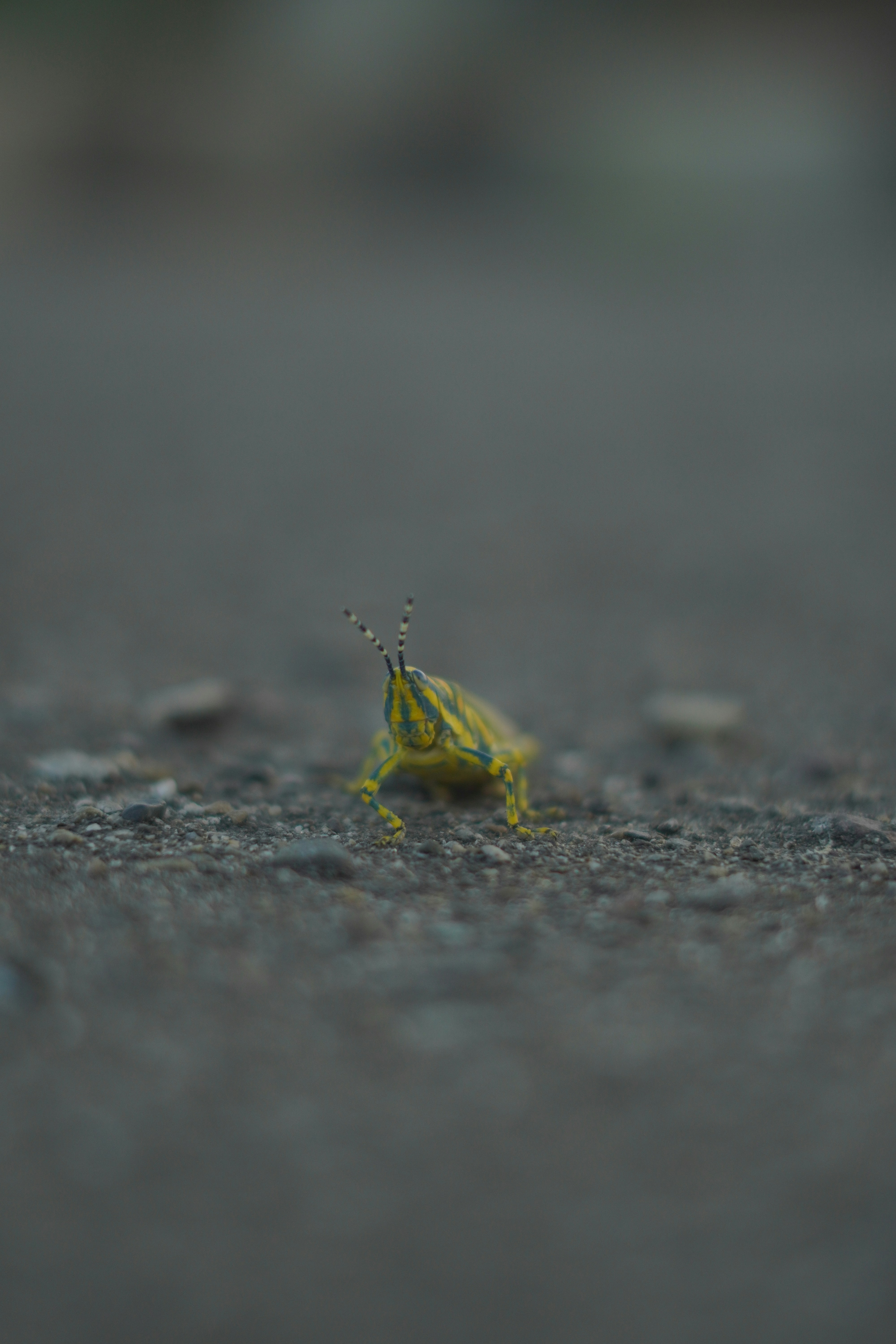 A small yellow bug crawling on the ground photo – Free Grey Image on ...