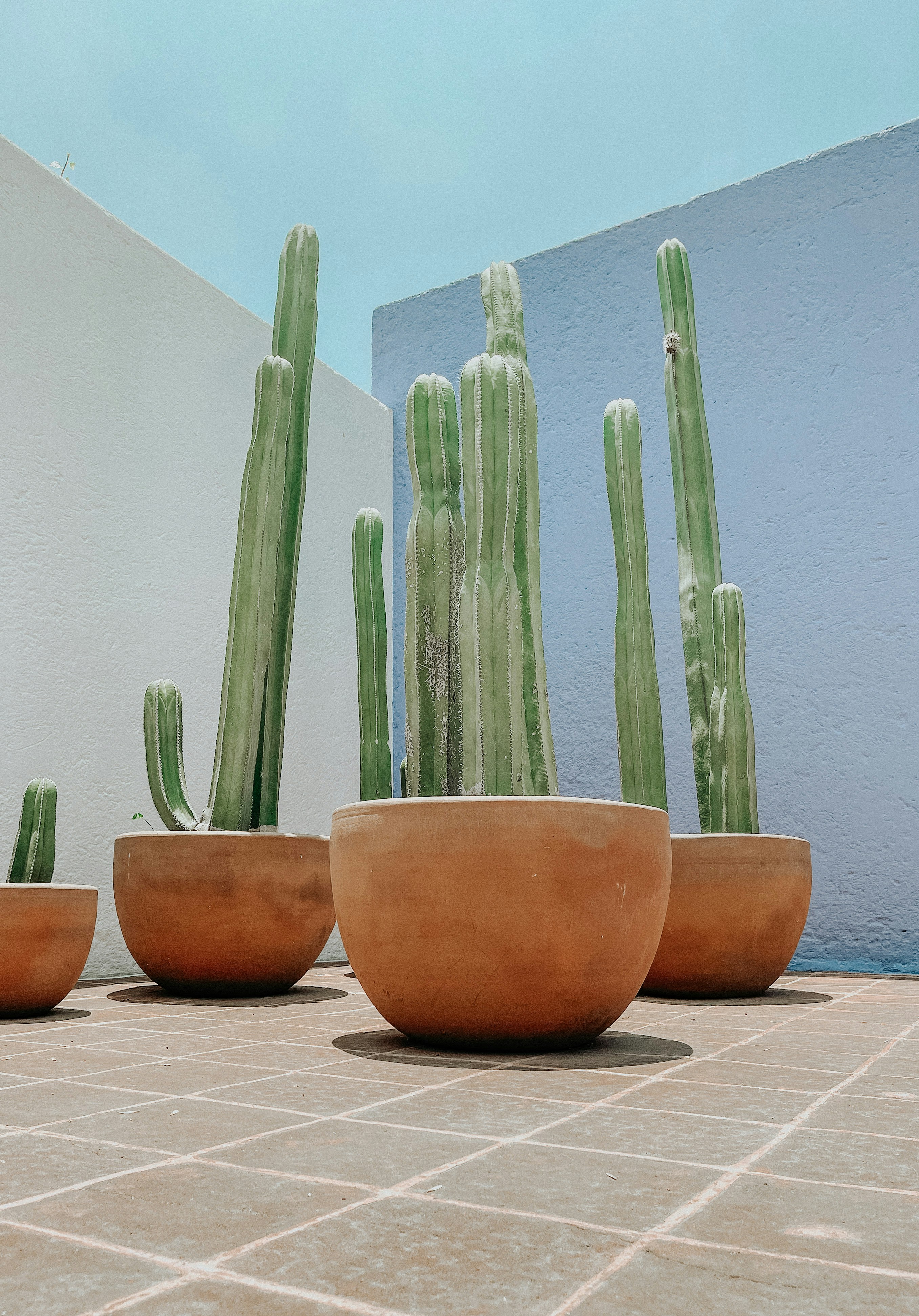 Azure Courtyard Oasis: Tall Cacti in Round Terracotta Pots