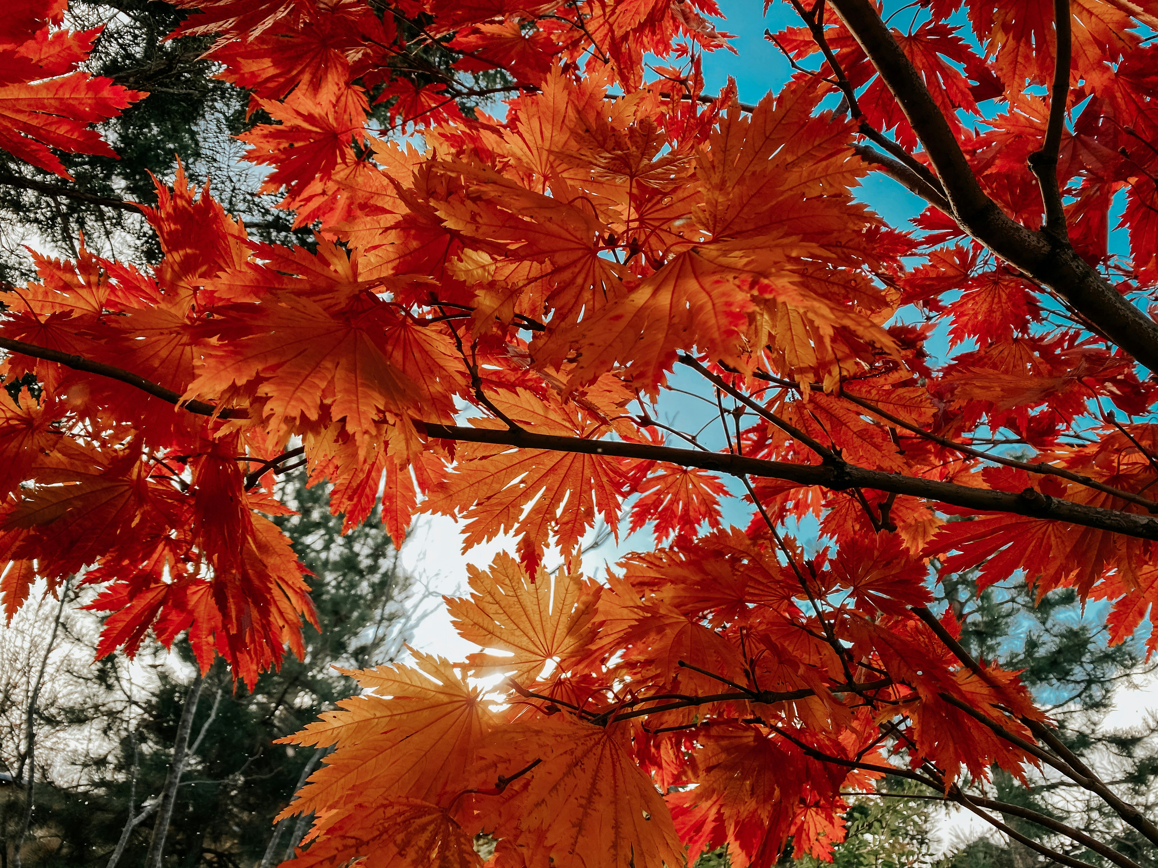 A tree with red leaves and a blue sky in the background photo – Free ...