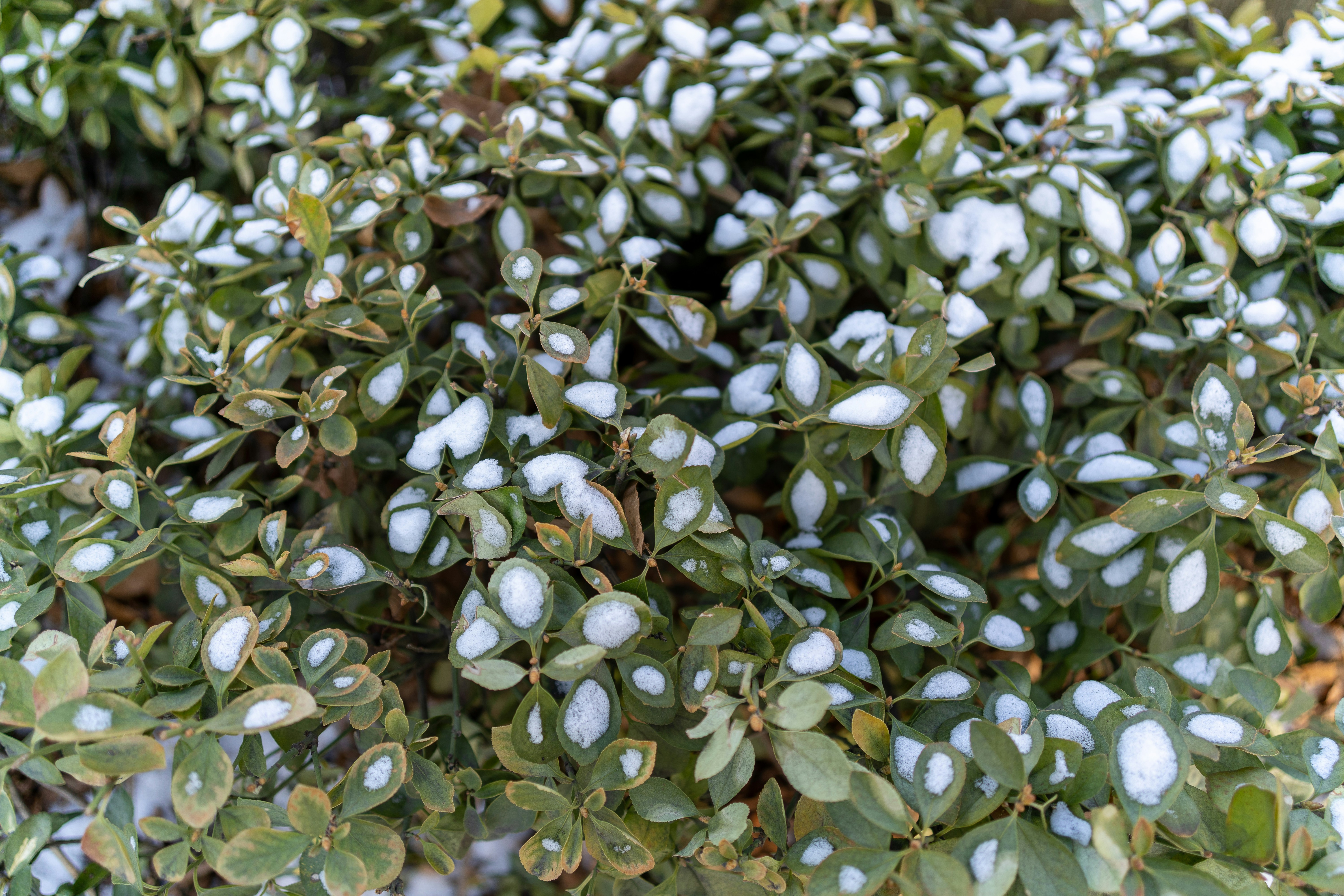 Snow-kissed Leaves: a Close-Up of Frigid Greenery