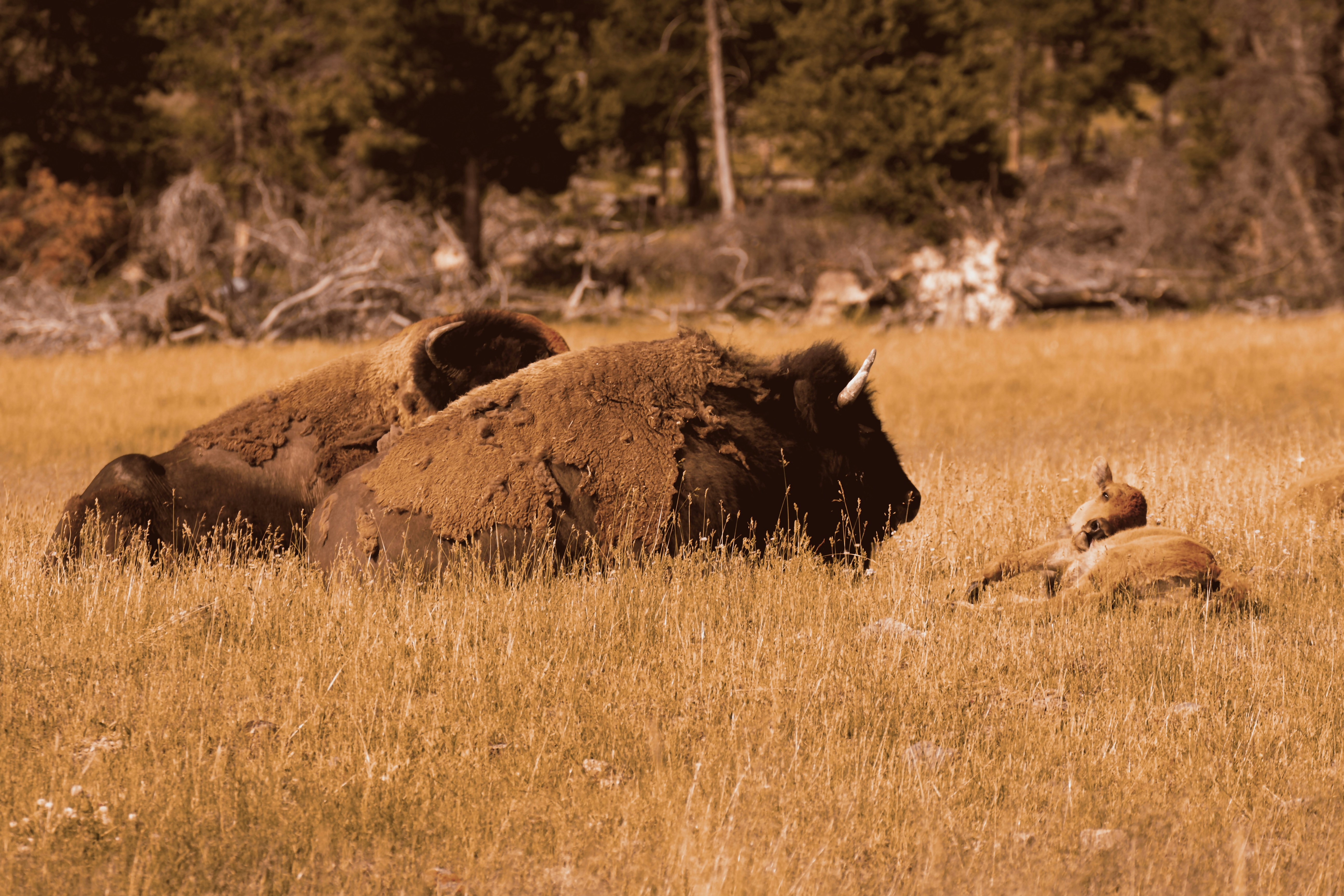 Two bison resting in a sunlit meadow, with one calf nestled nearby. The golden grass sways gently in the breeze.