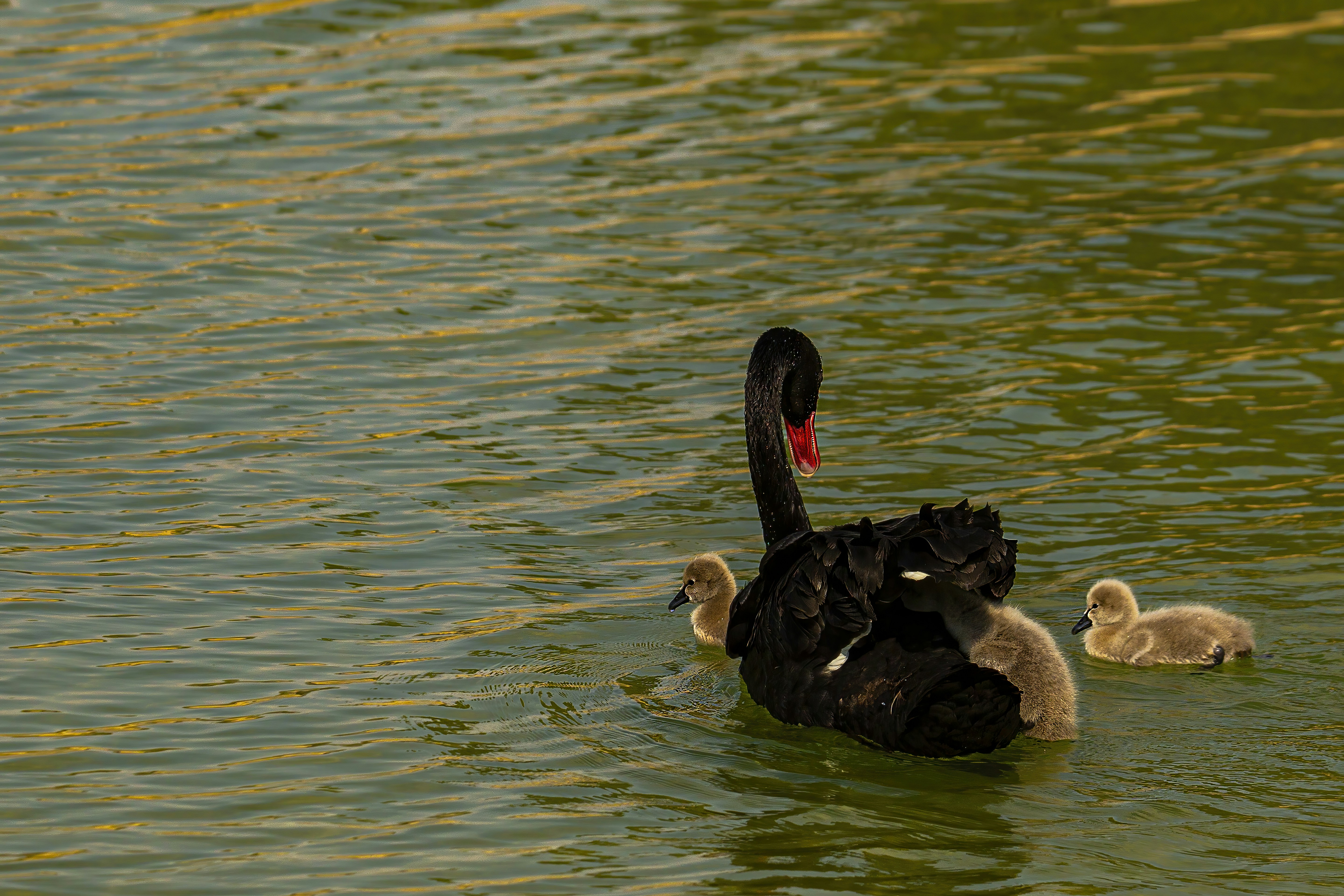 Foto Una madre cisne y sus dos bebés nadando en el agua – Imagen Dubai ...