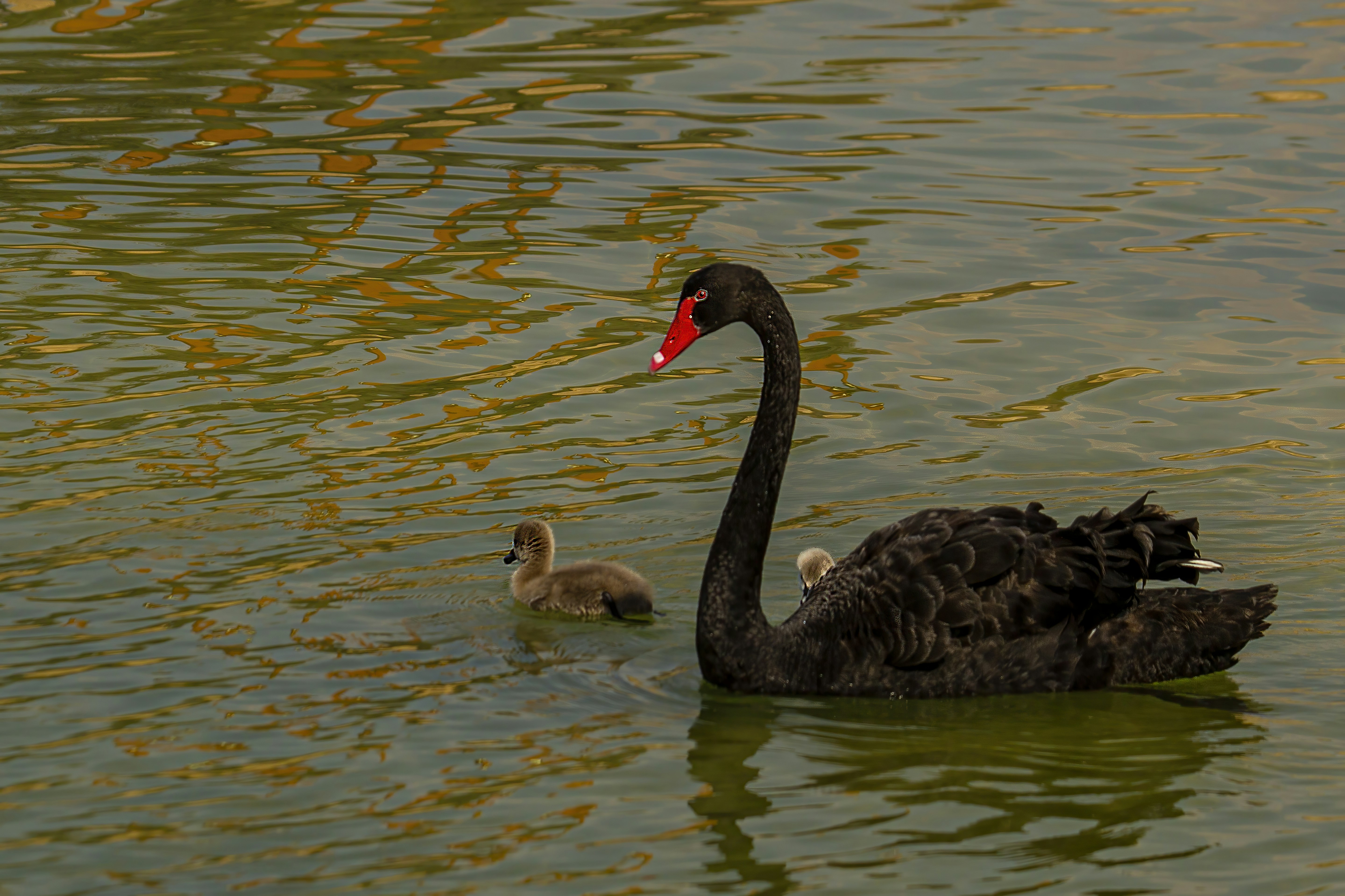 A mother swan and her offspring swimming in a pond photo – Free Dubai ...