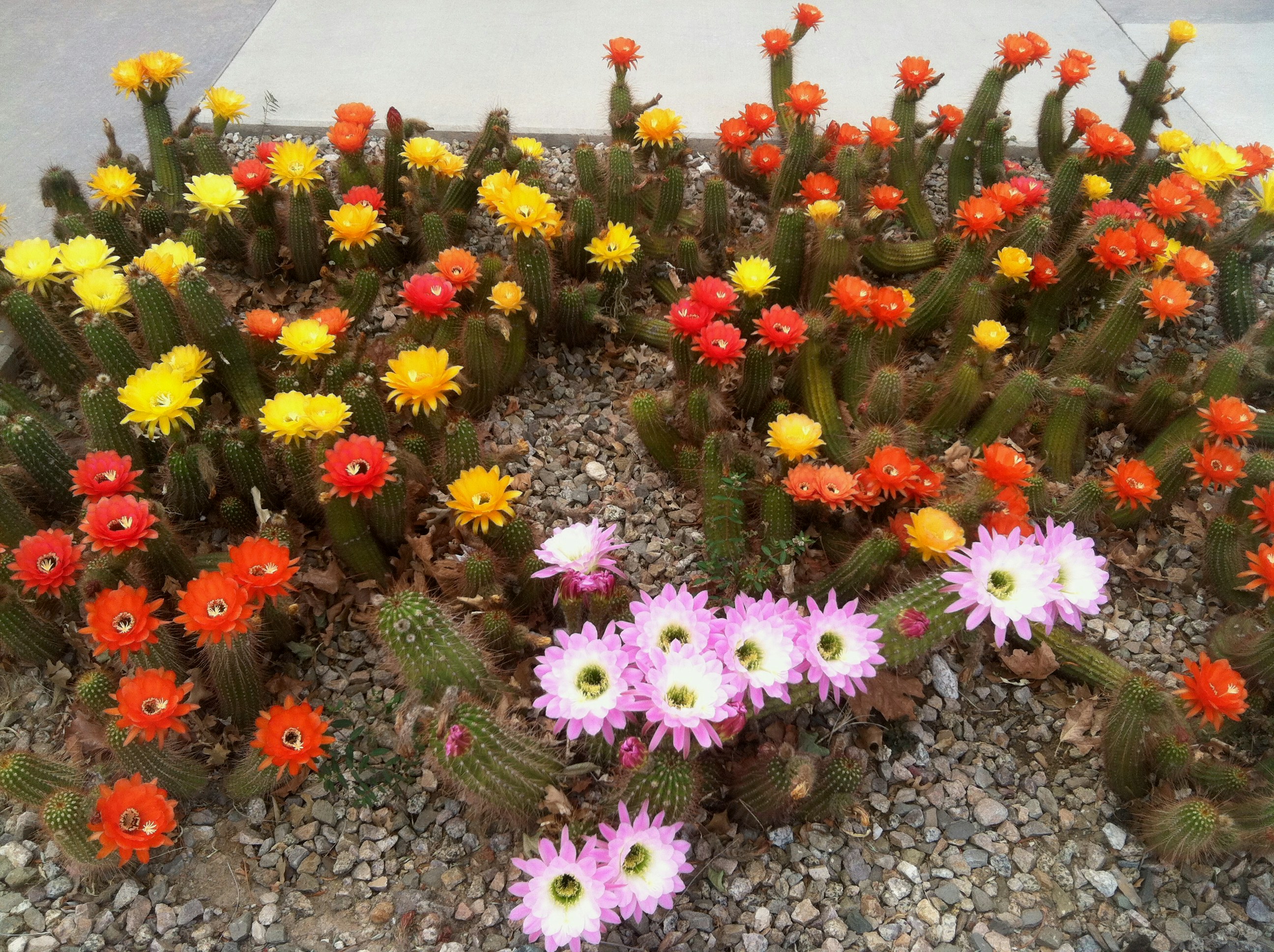 Photograph of a cactus bed in bloom with yellow, orange, and pink flowers among gravel.