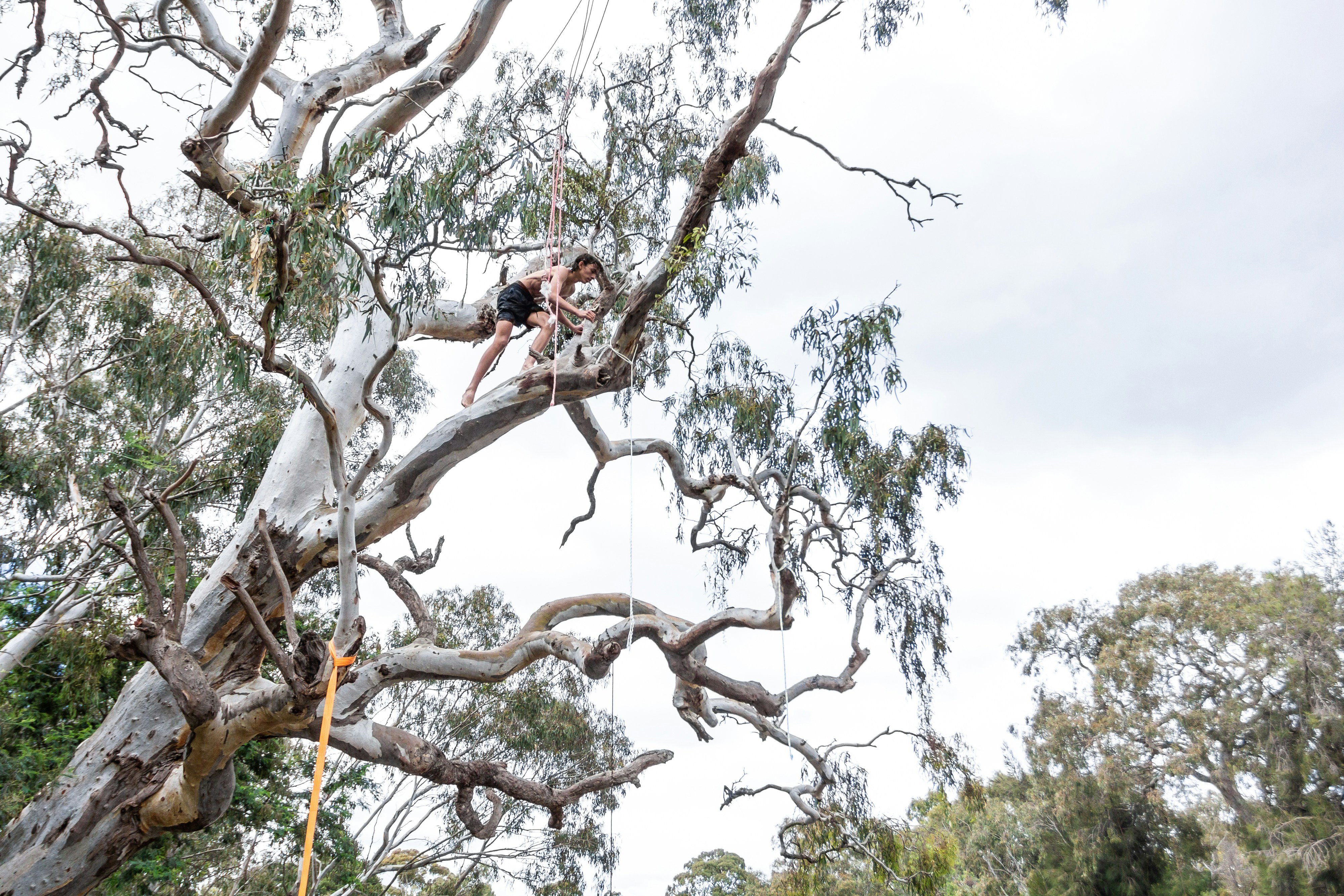 Climber Navigates a Gnarled Branch Network Above Ground