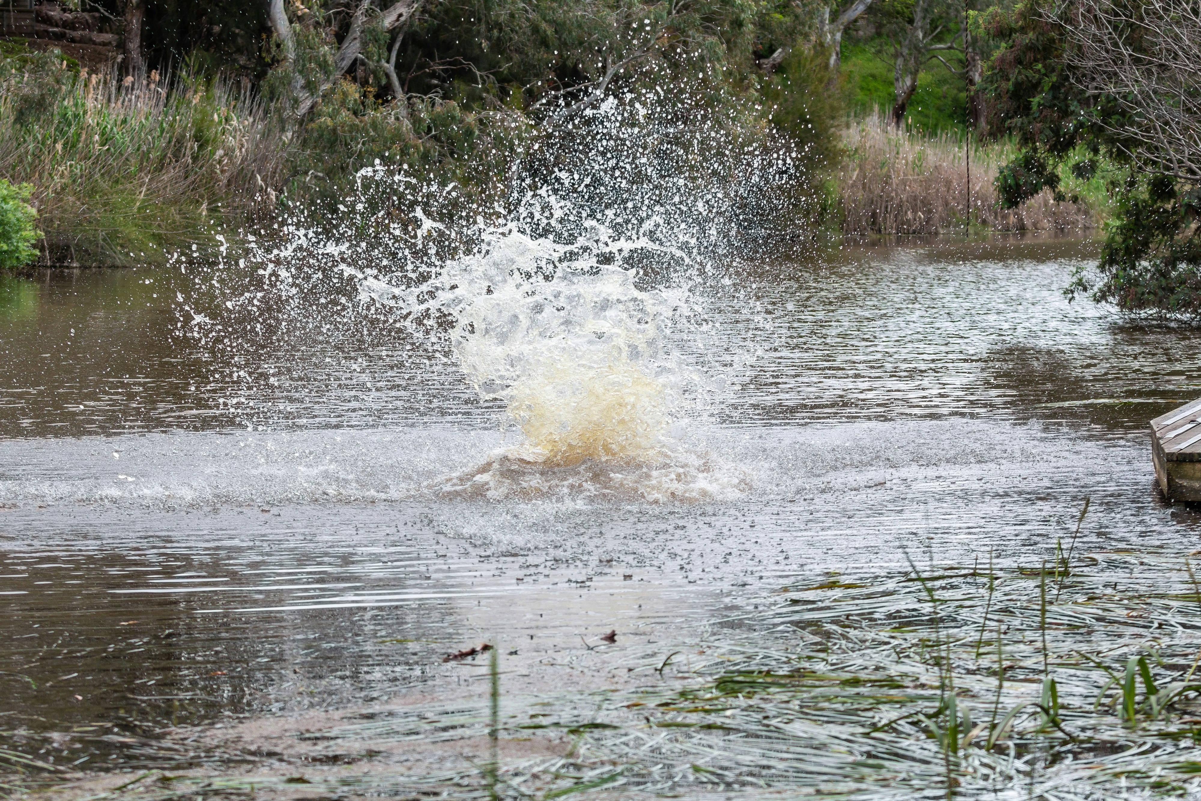 A group of young 14 and 15 year old teenagers hanging out in summer Victoria Australia swimming and making a rope swing in a tree