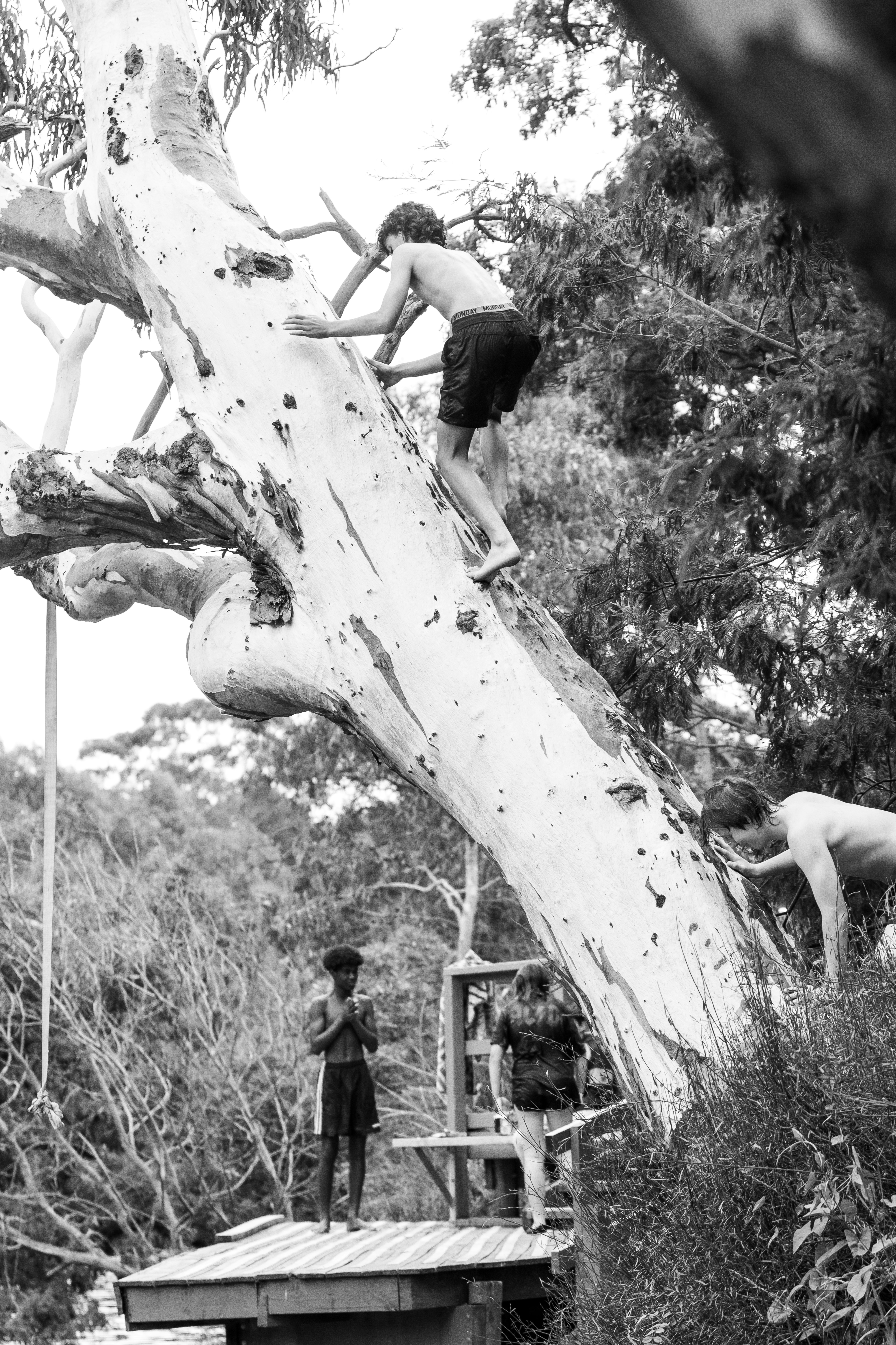 Braving the White Giant: Boys Ascend a Weathered Tree to a Rustic Platform