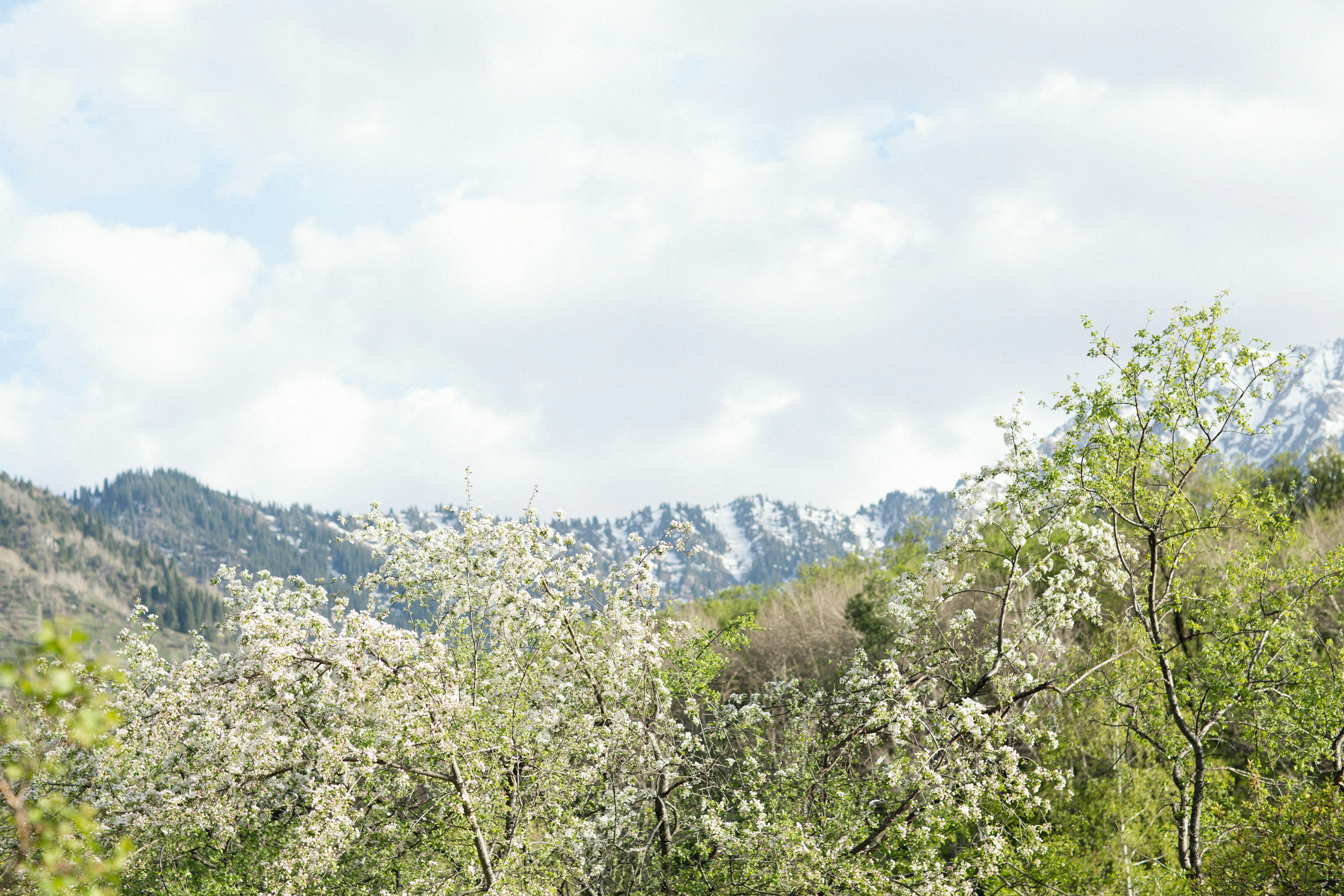a view of a mountain range with trees in the foreground