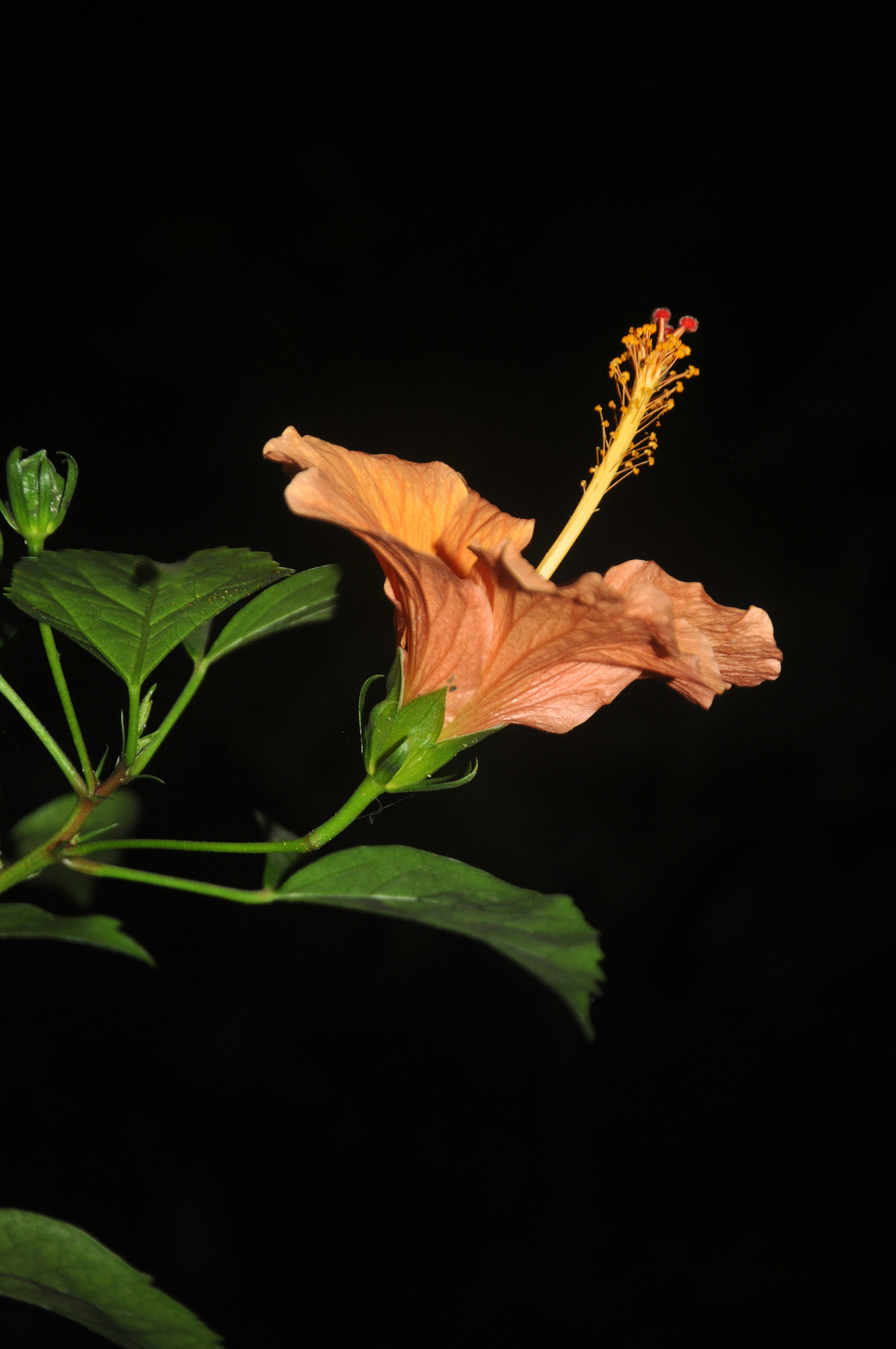 Whispering Hibiscus: An Orange Bloom Against Velvet Night