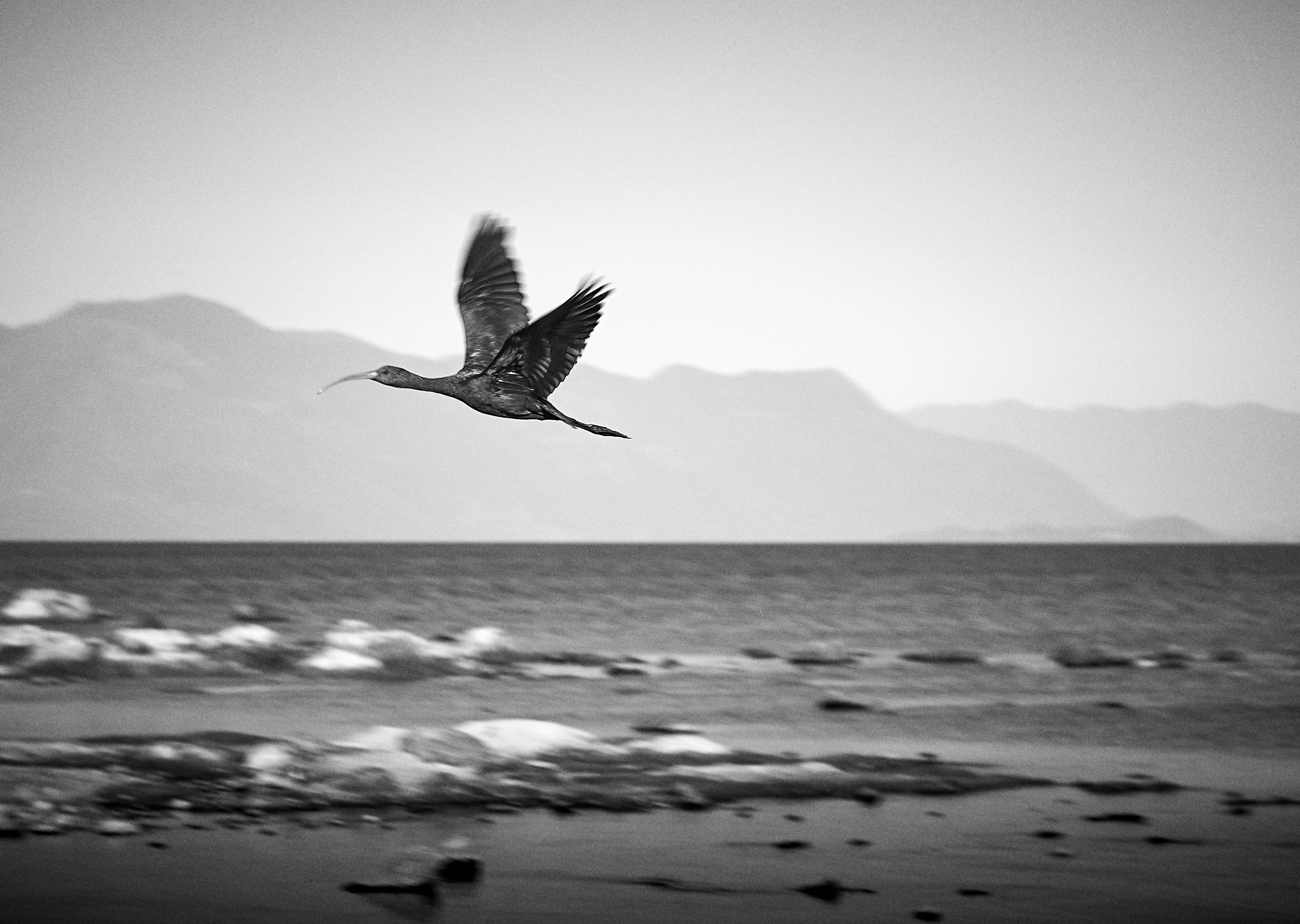 Flight over the Shore: A Lone Heron in Silhouetted Seas