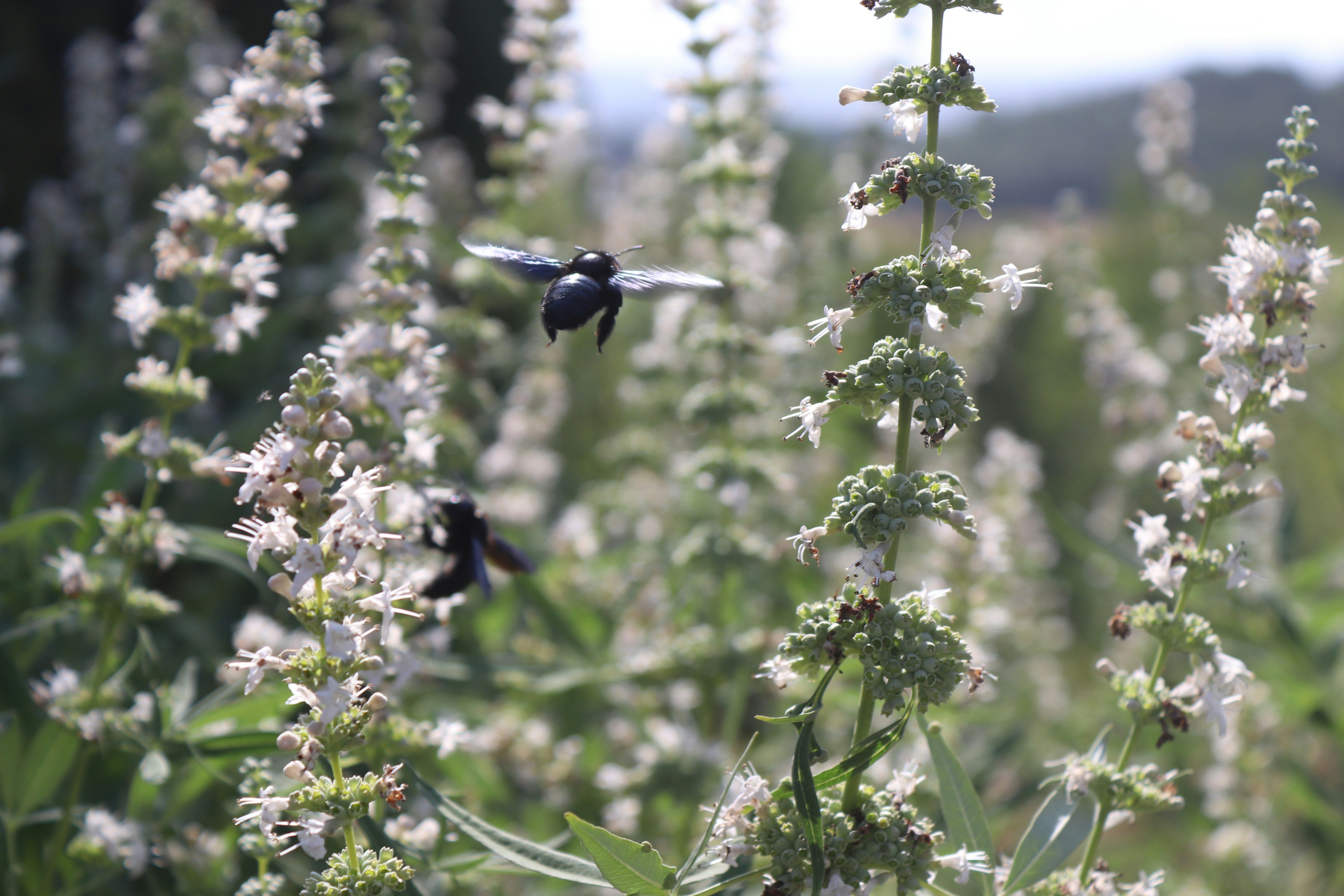Hovering Black Song: A Pair of Hummingbirds Amid White-Flowered Spires
