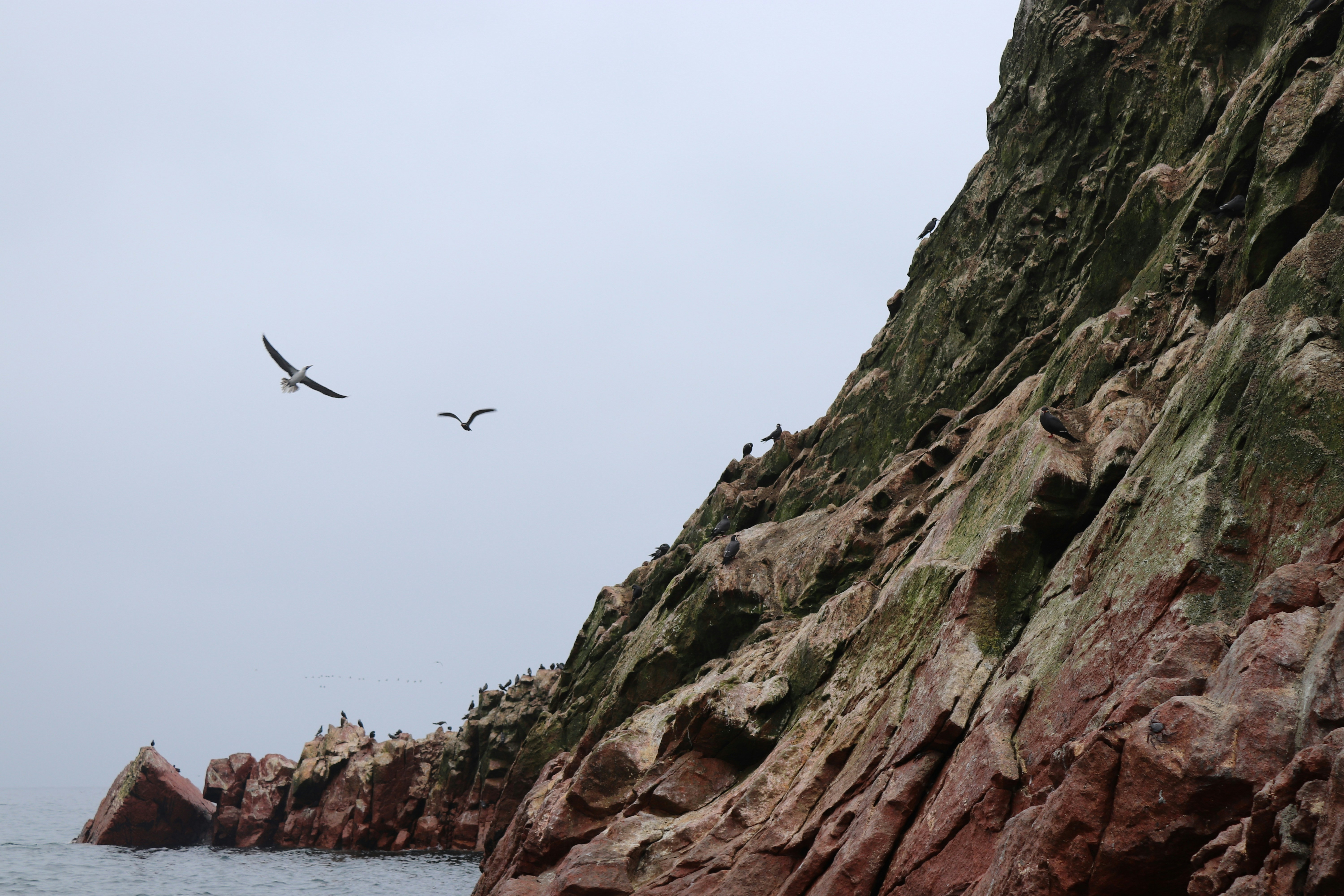 A flock of birds flying over a rocky cliff photo – Free Peru Image on ...