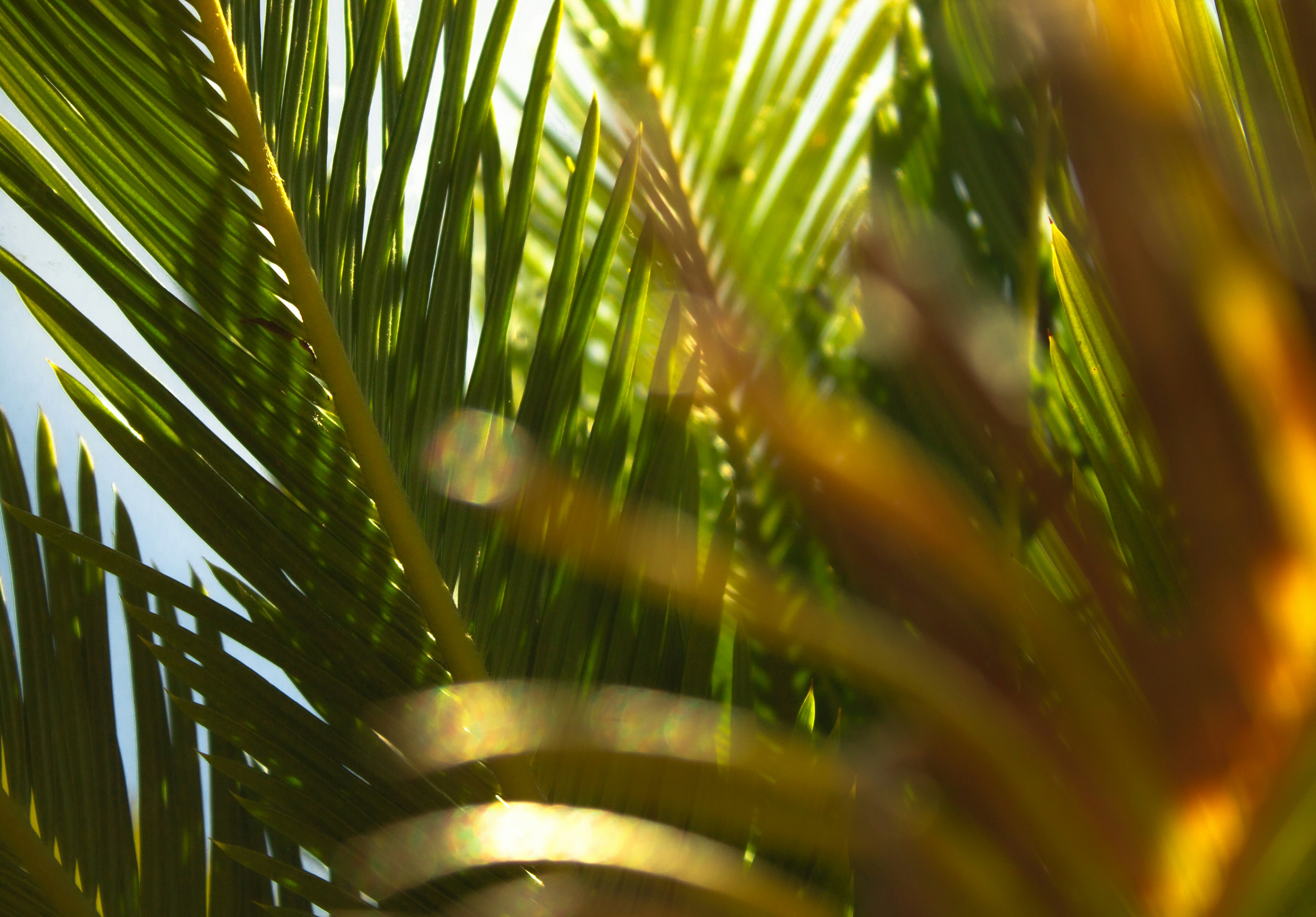 Sunlight filters through vibrant palm fronds, creating a play of light and shadow. The intricate details of the leaves are highlighted against a bright sky.