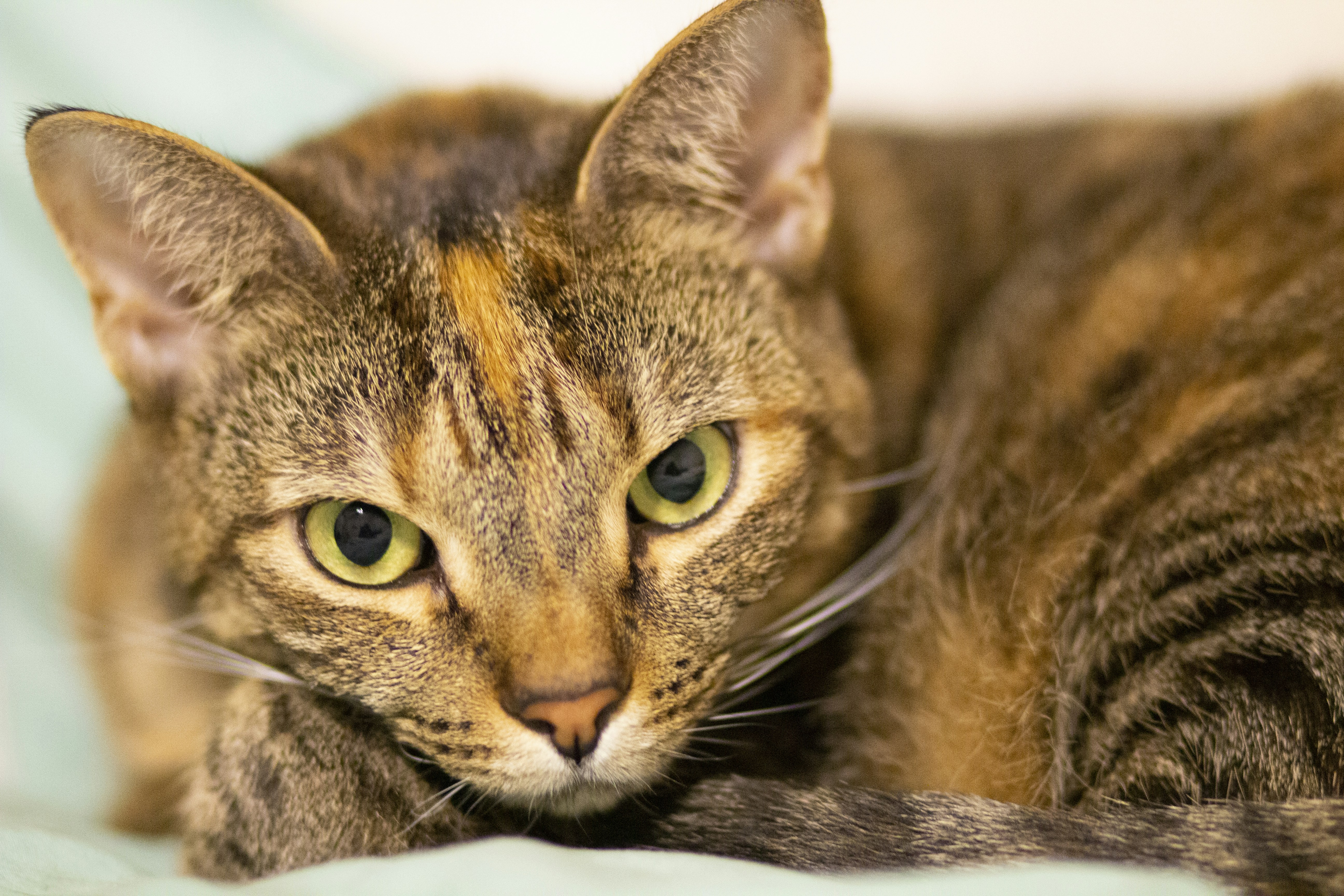 Close-up of a tabby cat resting on a soft surface, showcasing its striking green eyes and detailed fur patterns.