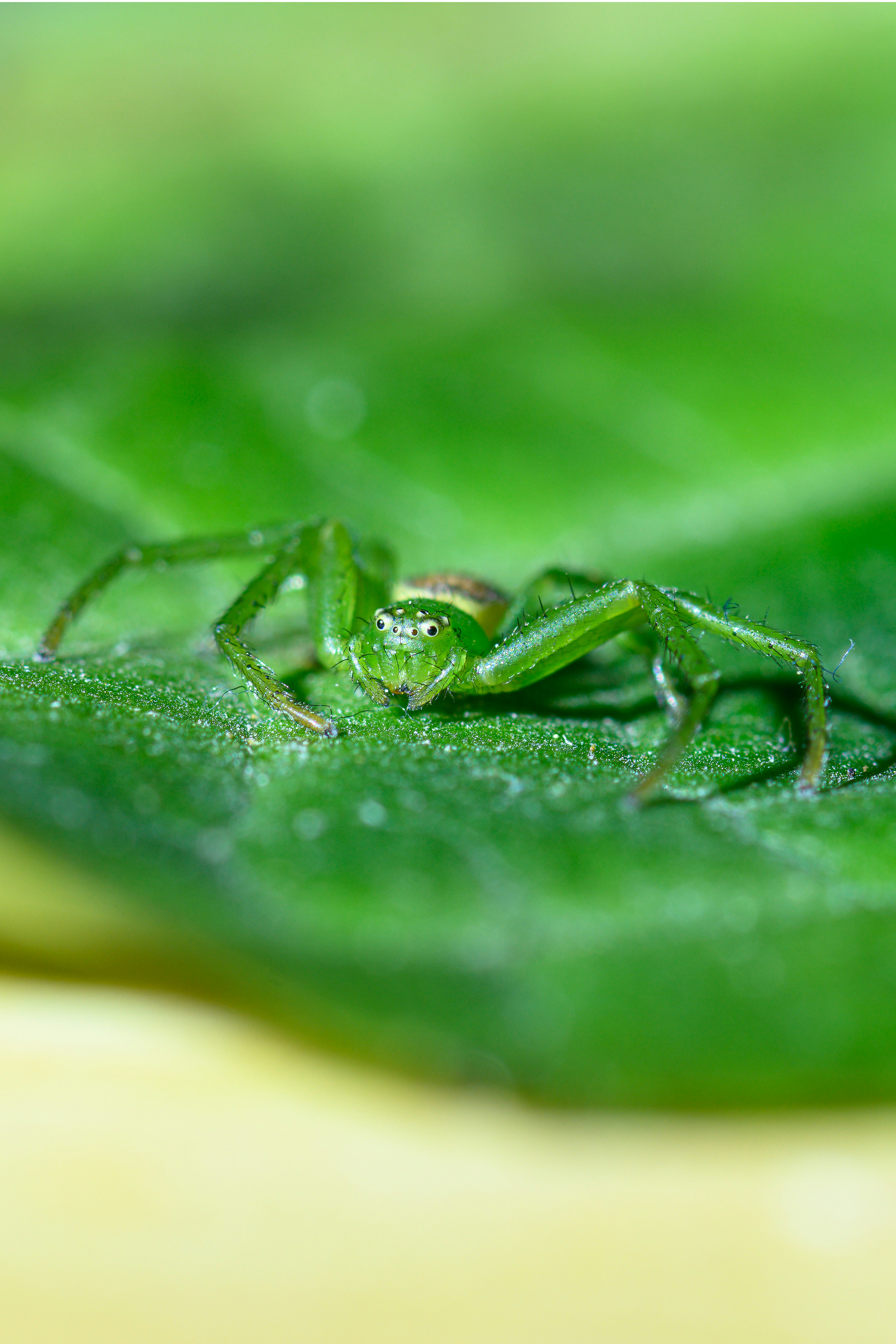 Emerald Macro Portrait: Green Jumping Spider on a Leaf