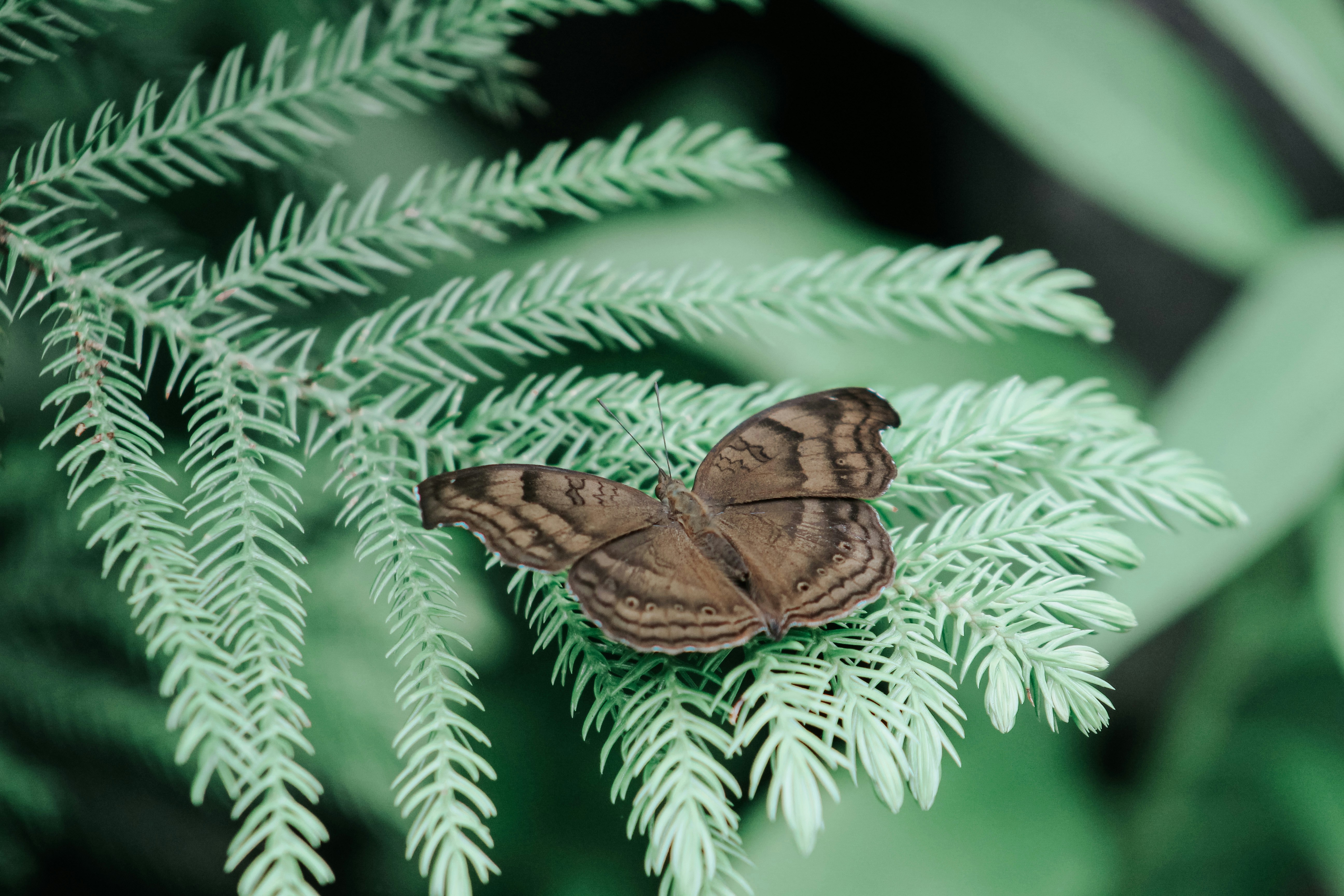 Delicate wings on a brown butterfly resting among emerald fern fronds.