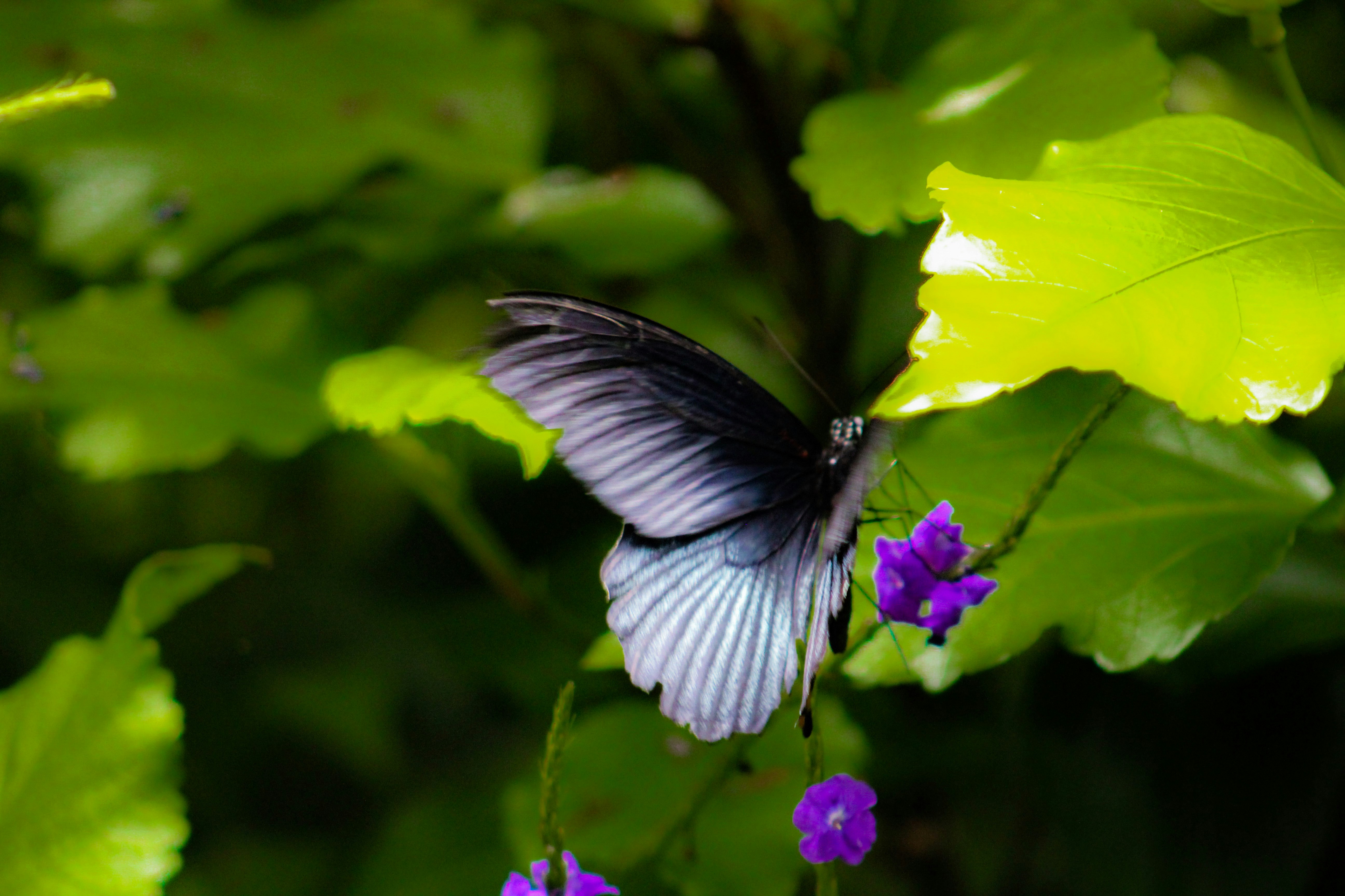 Alimentation Des Papillon Photos | Télécharger des images gratuites sur ...