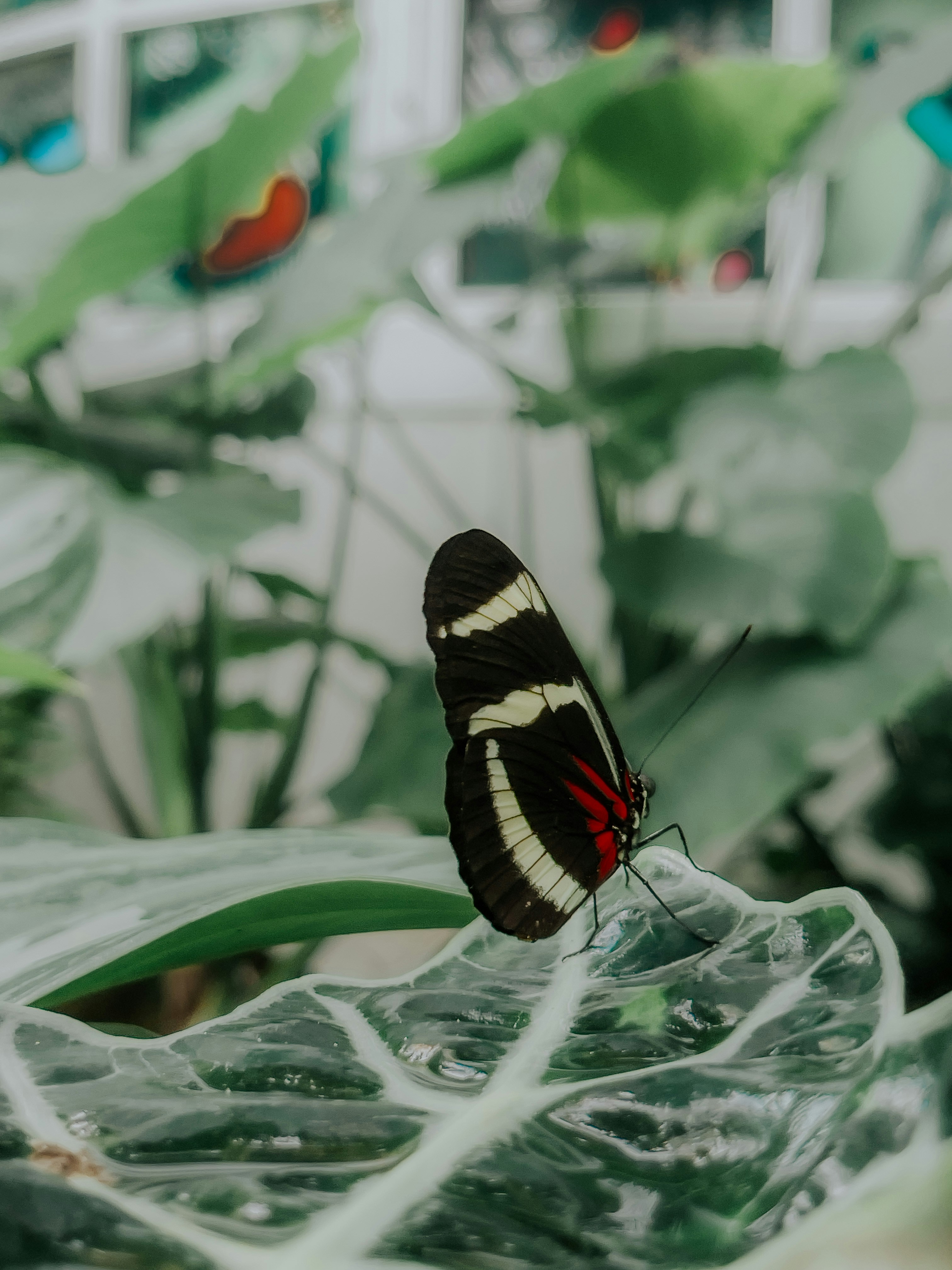 Alimentation Des Papillons Photos | Télécharger des images gratuites ...