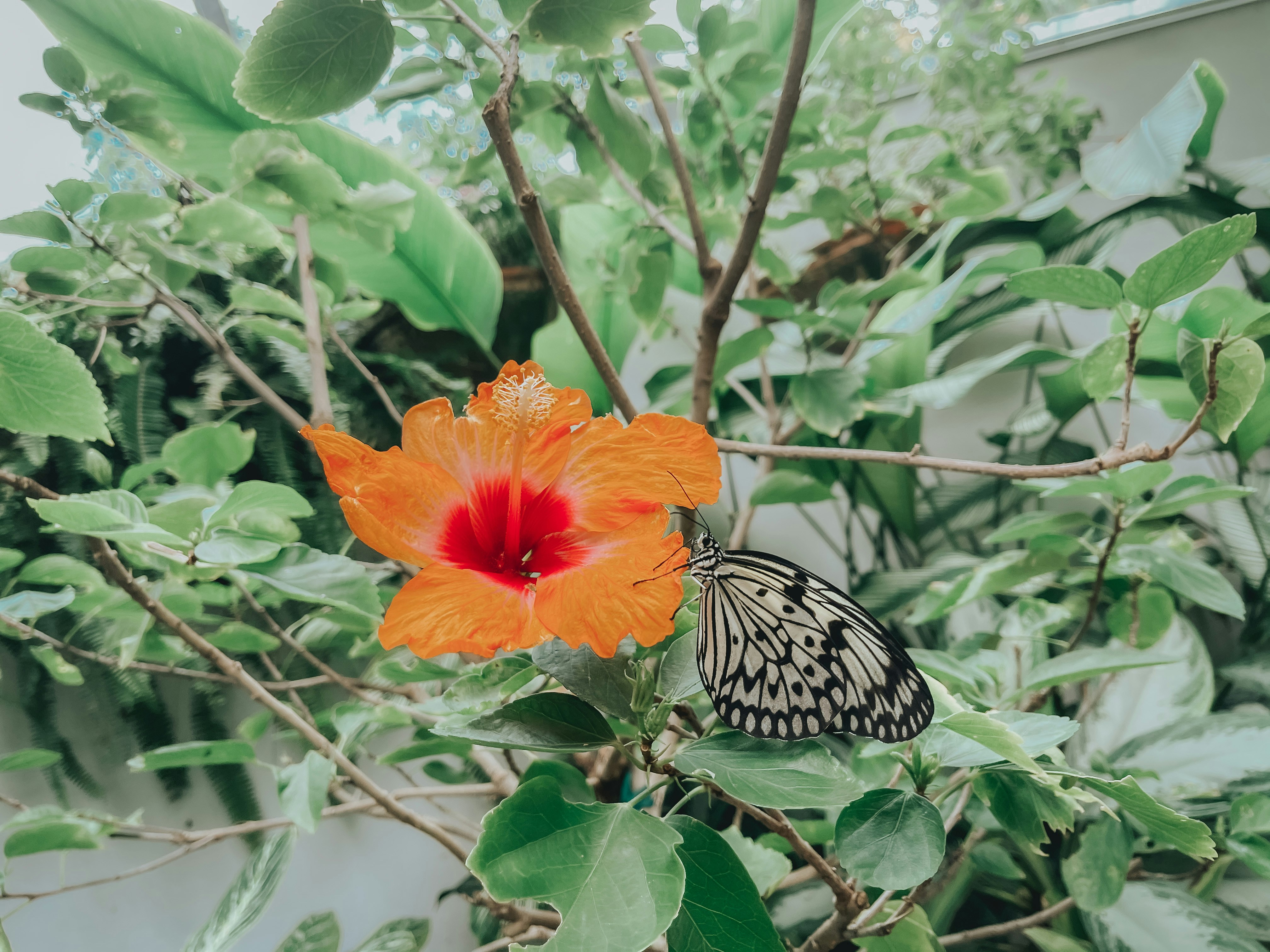 a butterfly sitting on top of a flower