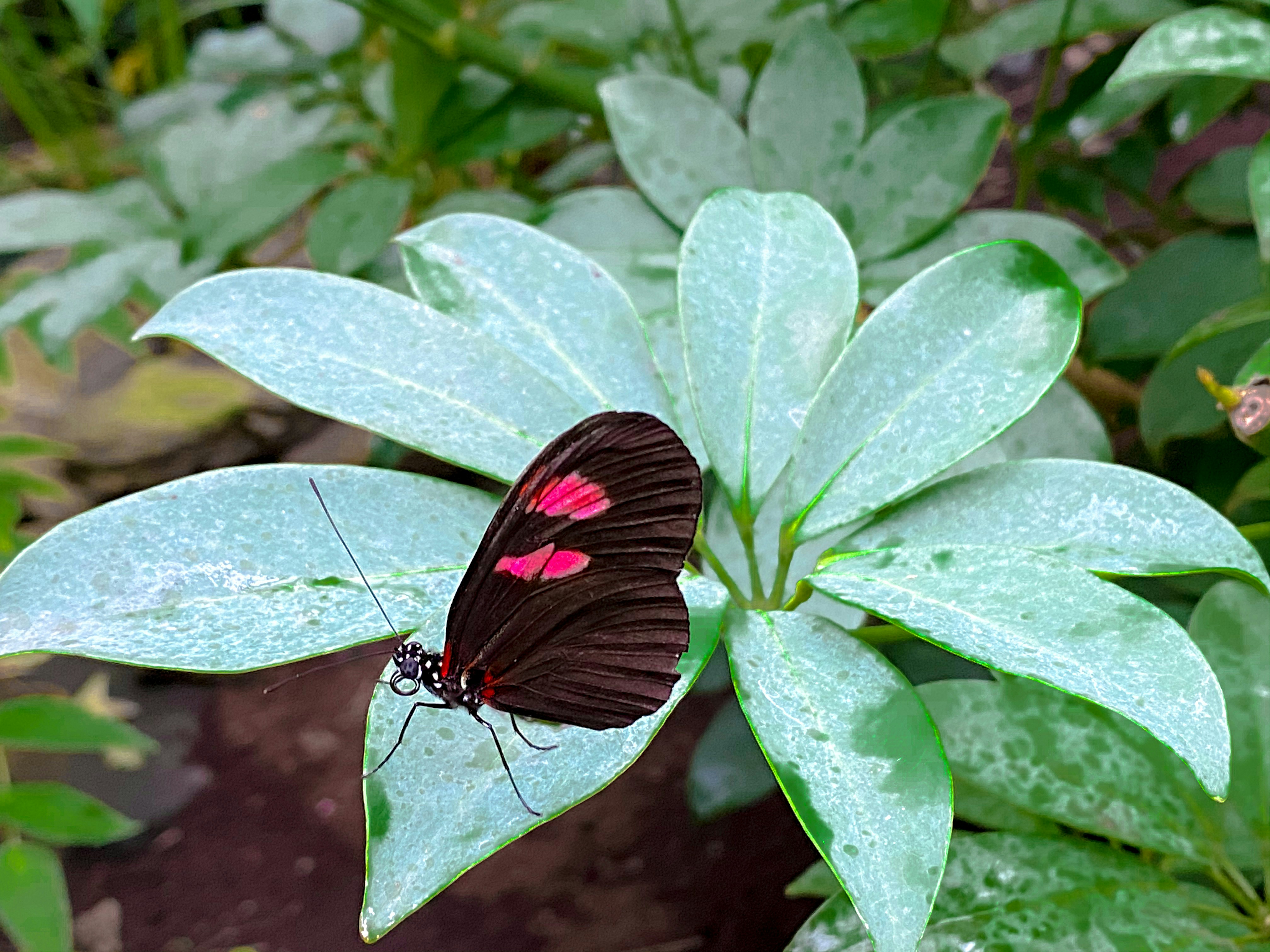 Alimentation Des Papillon Photos | Télécharger des images gratuites sur ...