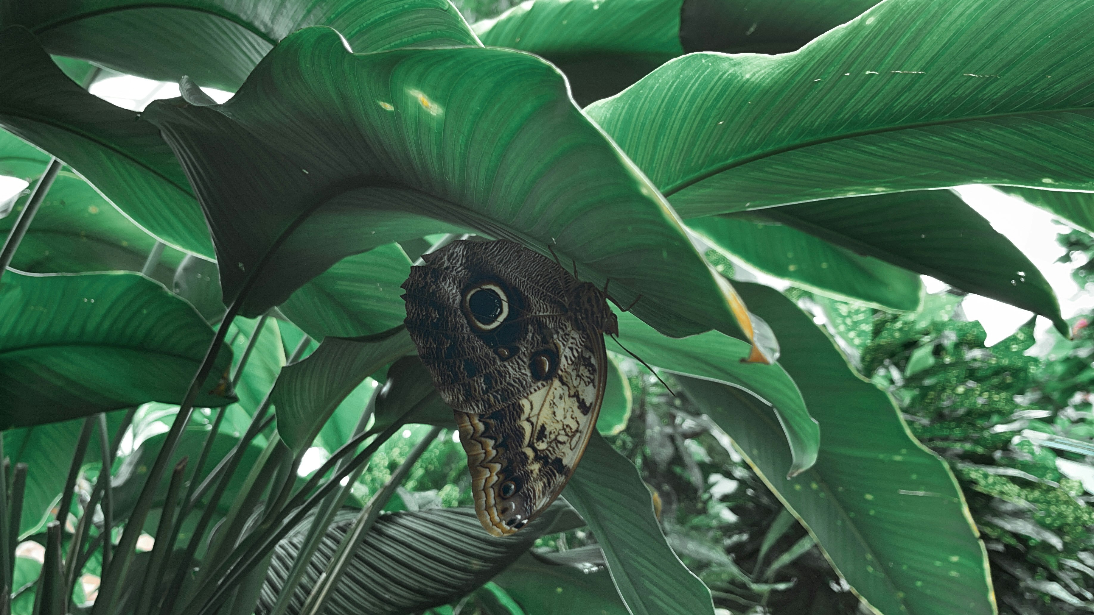a close up of a plant with a bird on it