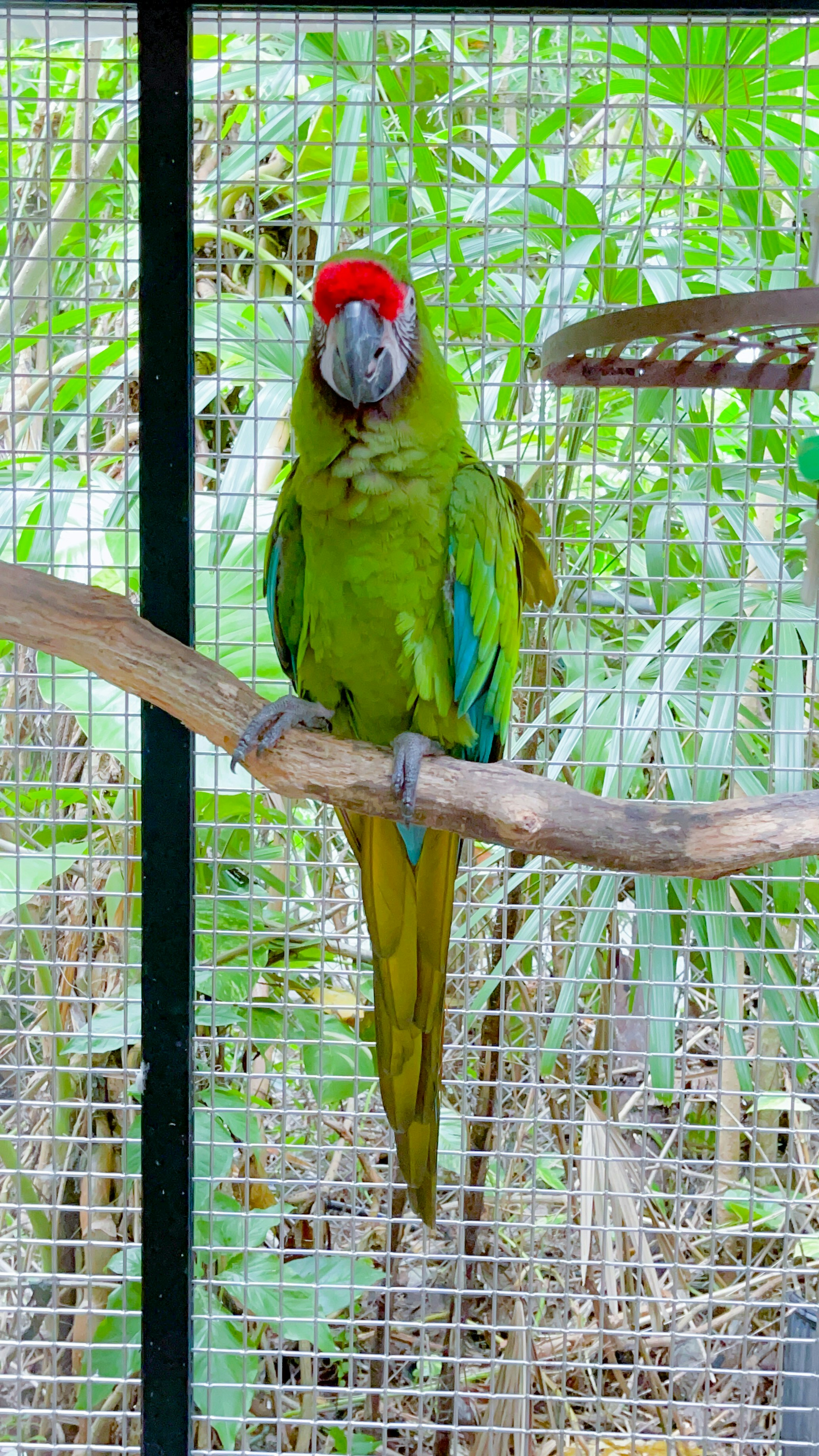 a parrot sitting on a branch in a cage