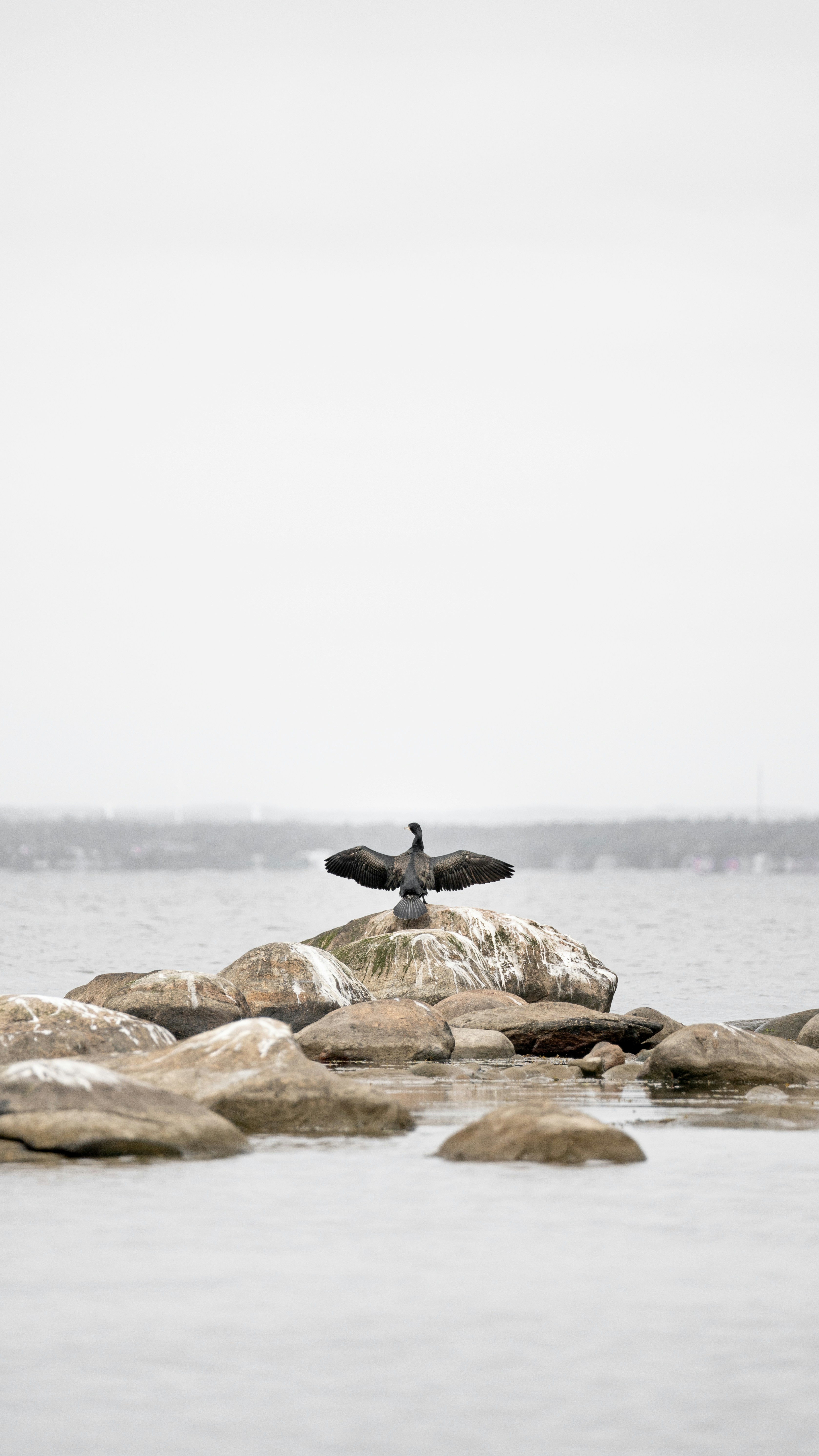 Rocky Perch: A Heron Spreads Wings on a Lone Breakwater