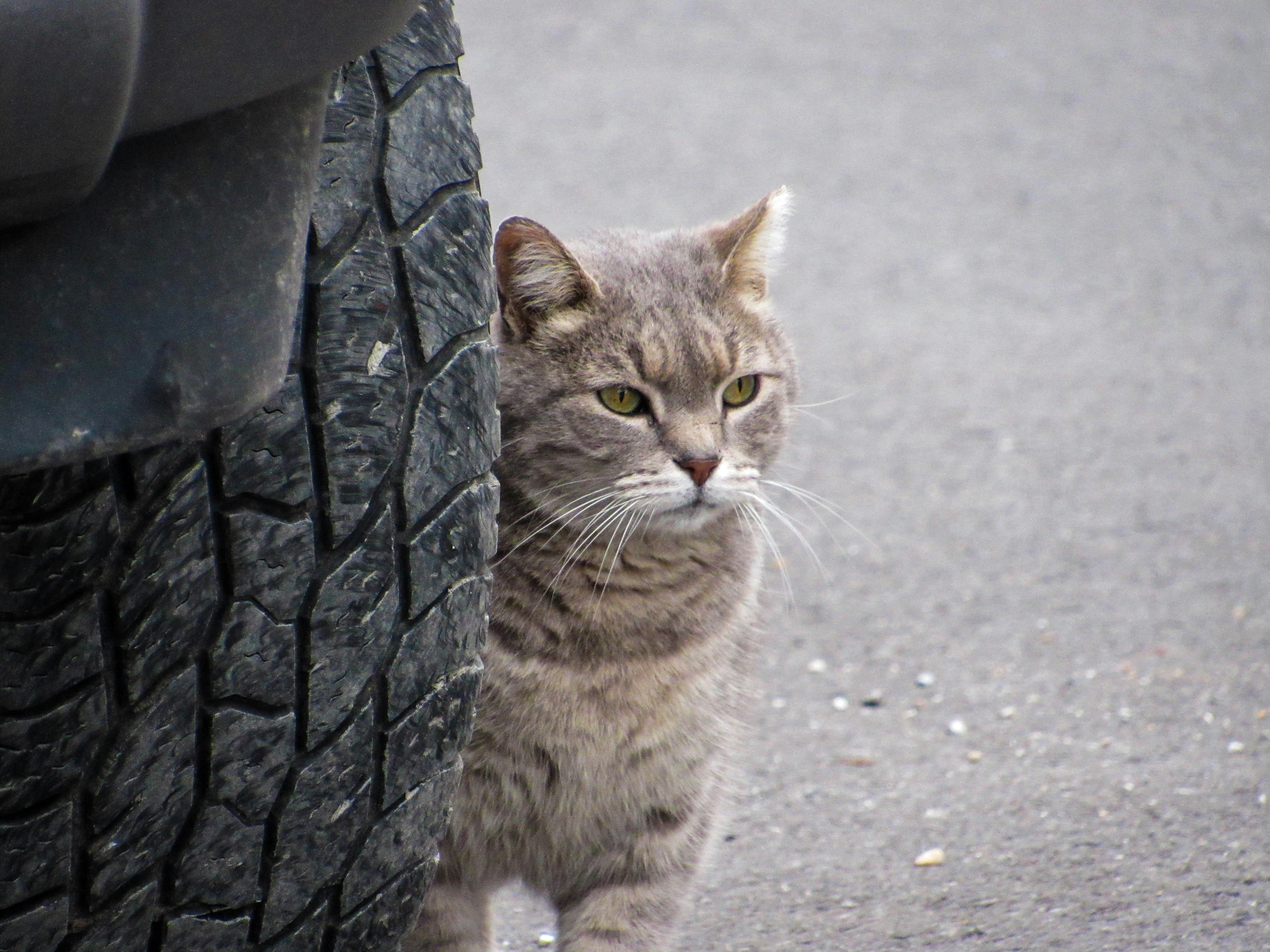 A gray cat peeks out from behind a large tire, its green eyes focused and alert. The setting is an urban environment, hinting at the cat's cautious nature.