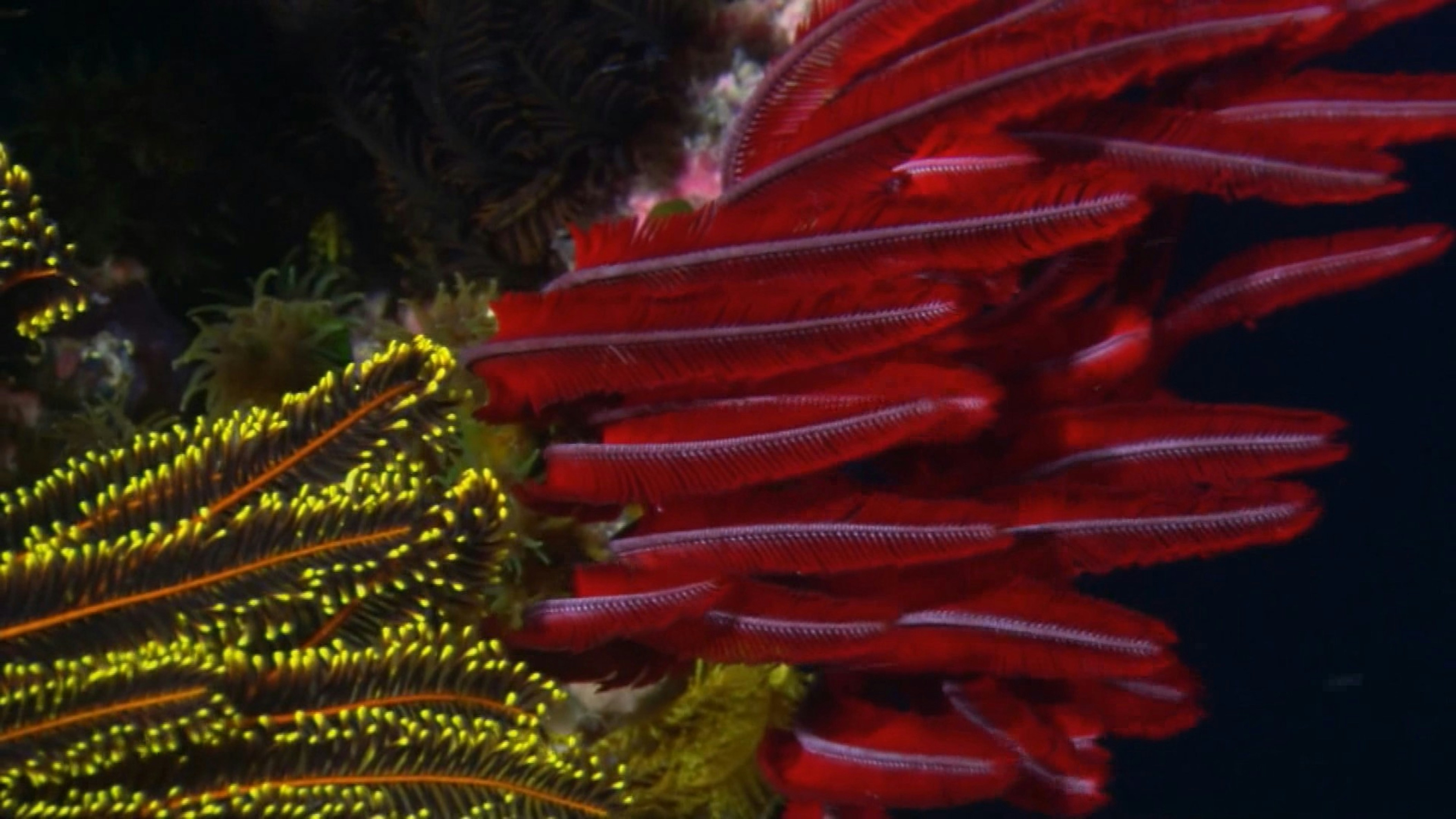 Yellow Sea Anemone