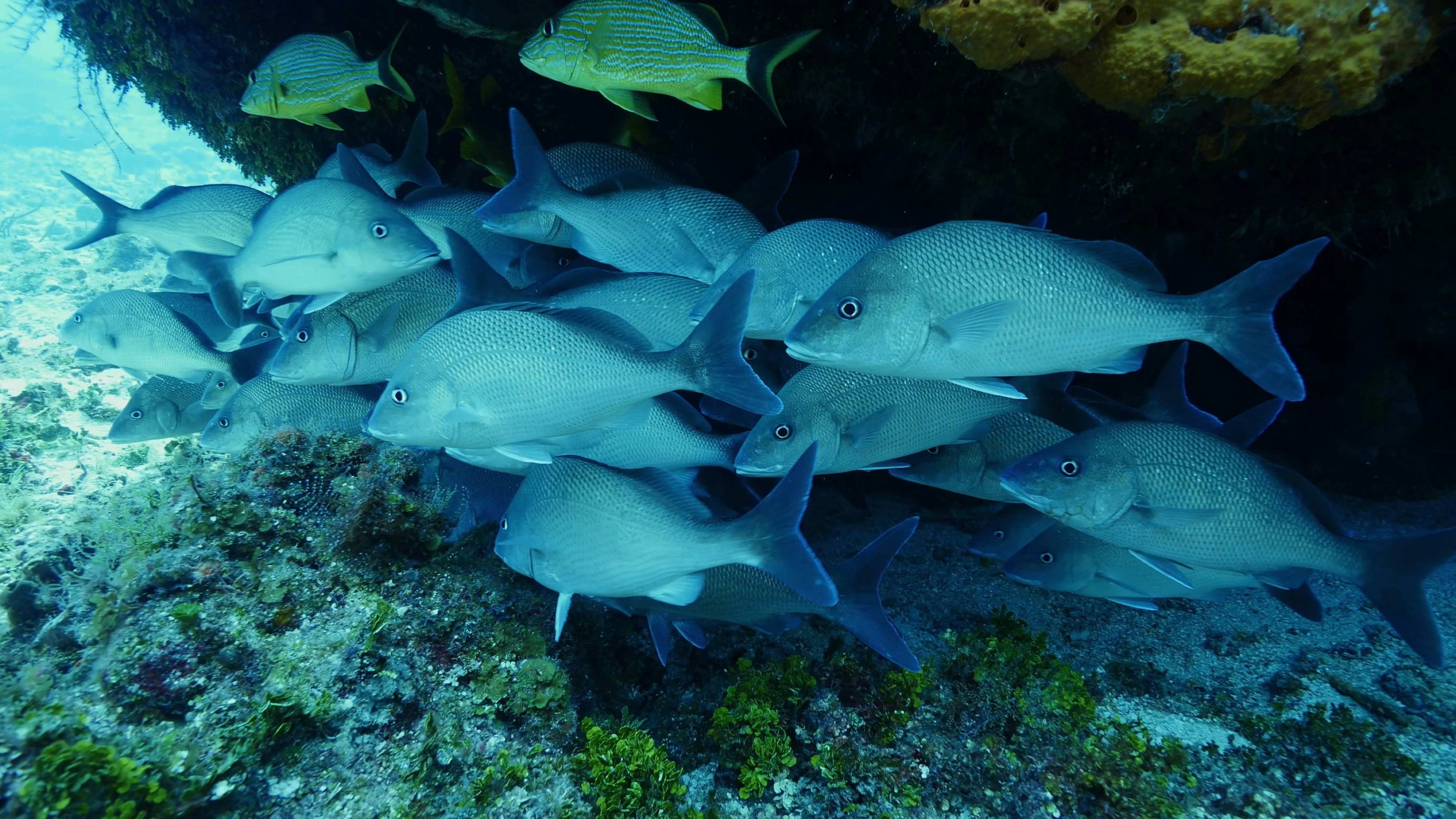 A group of small blue fish on a coral reef photo – Free Blue Image on ...