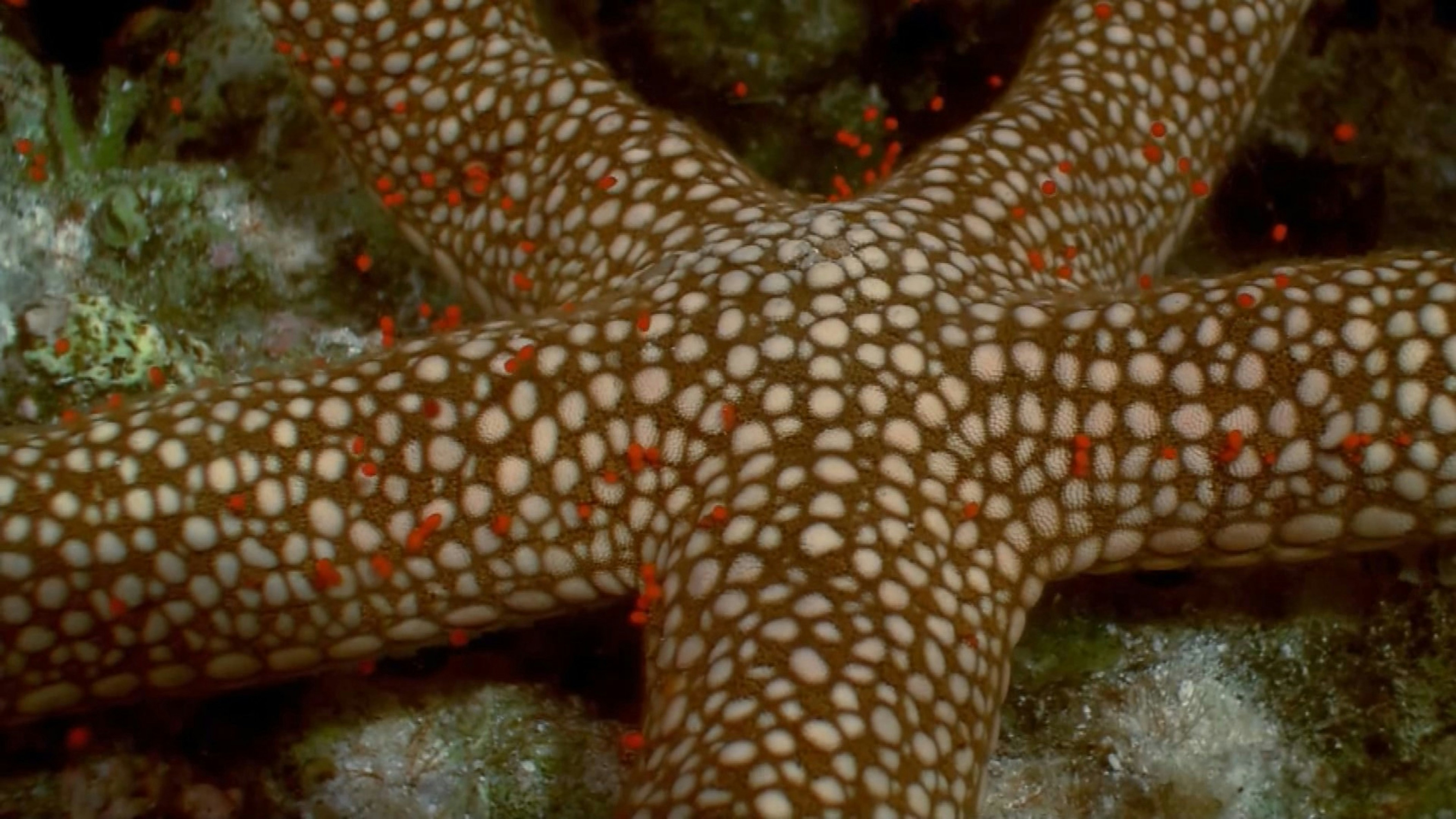 A close up of a starfish on a coral photo – Free Starfish Image on Unsplash